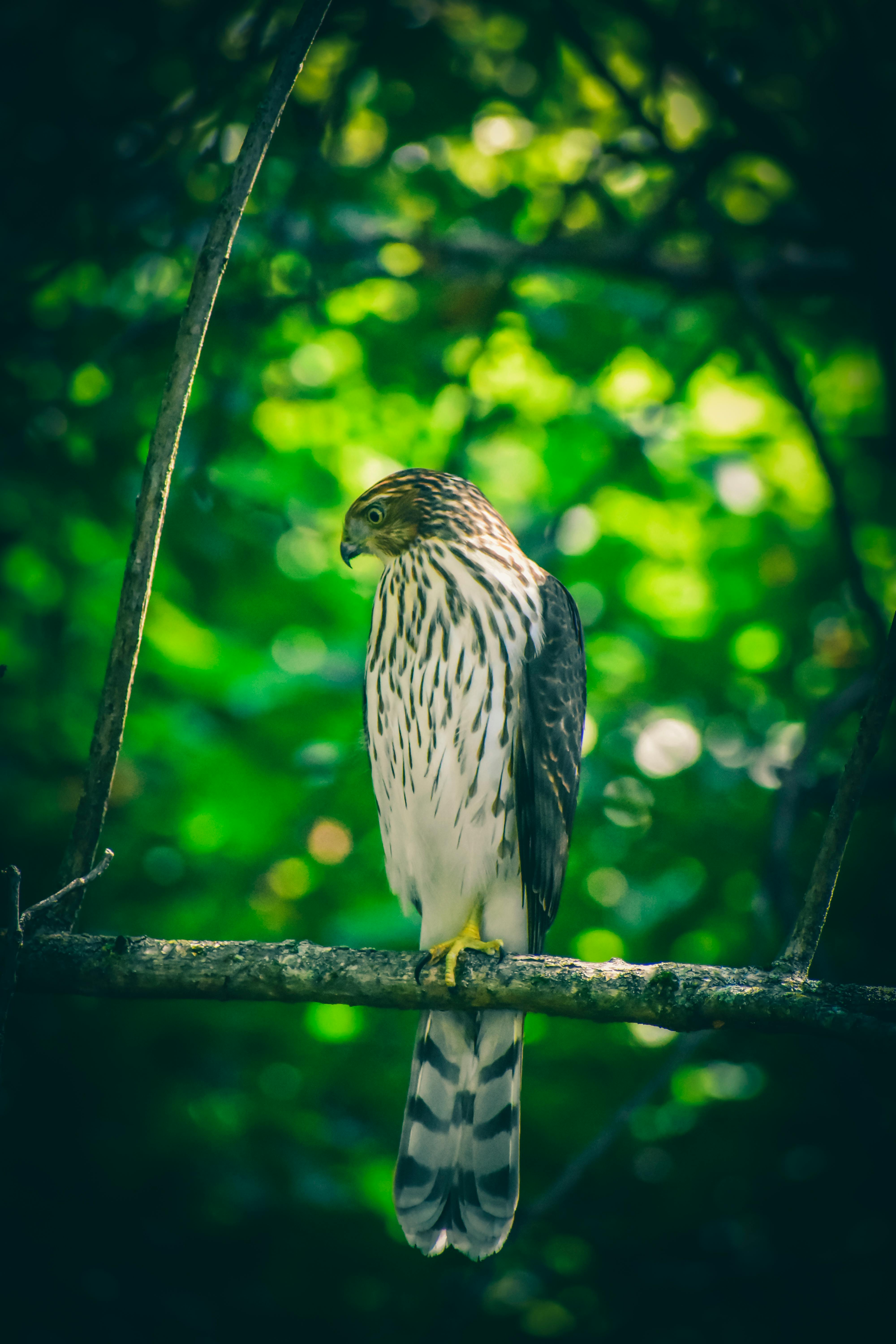 Hawk sitting on tree branch in green forest in sunlight · Free Stock Photo