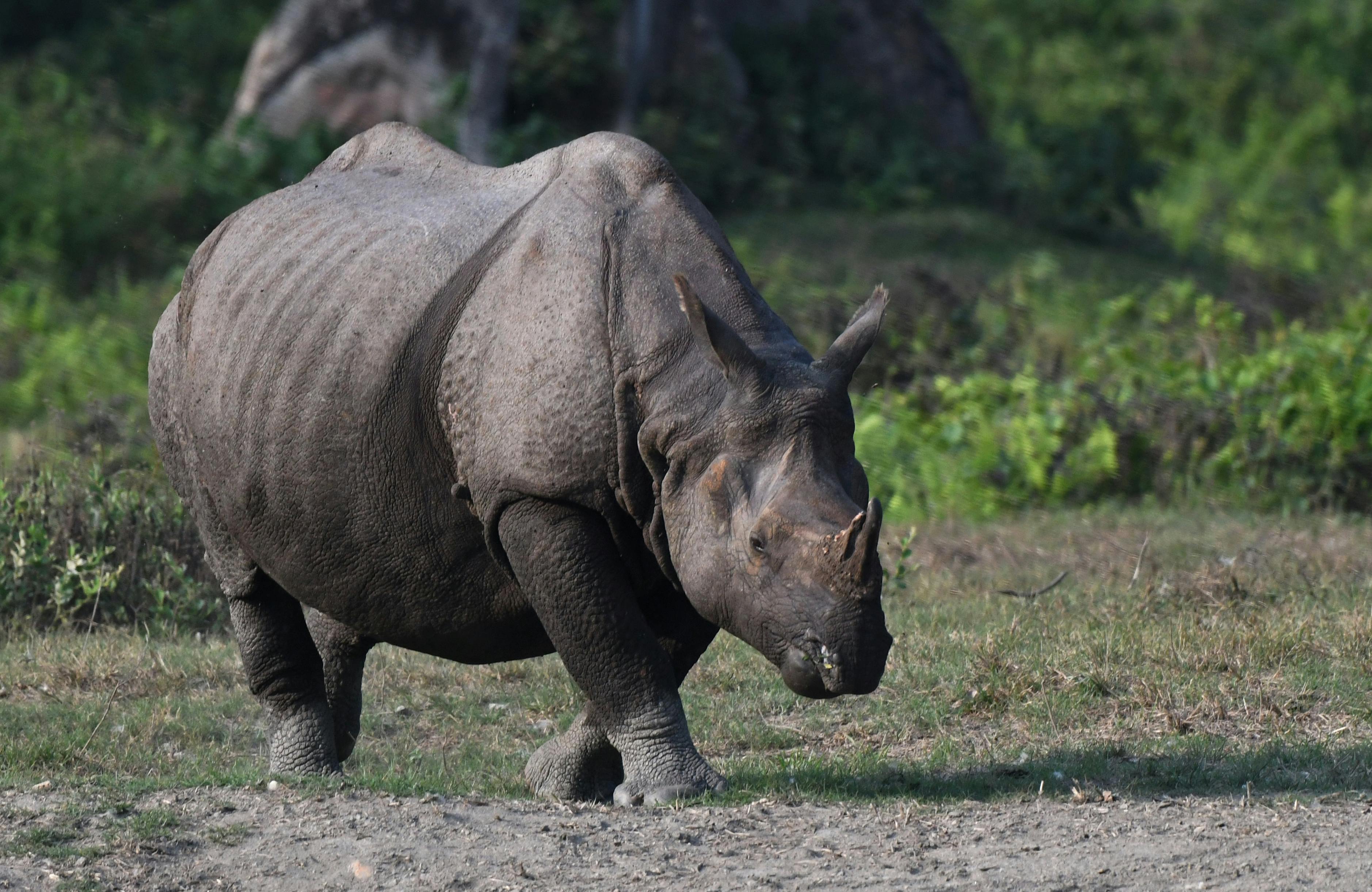 Massive Rhino Approaching · Free Stock Photo