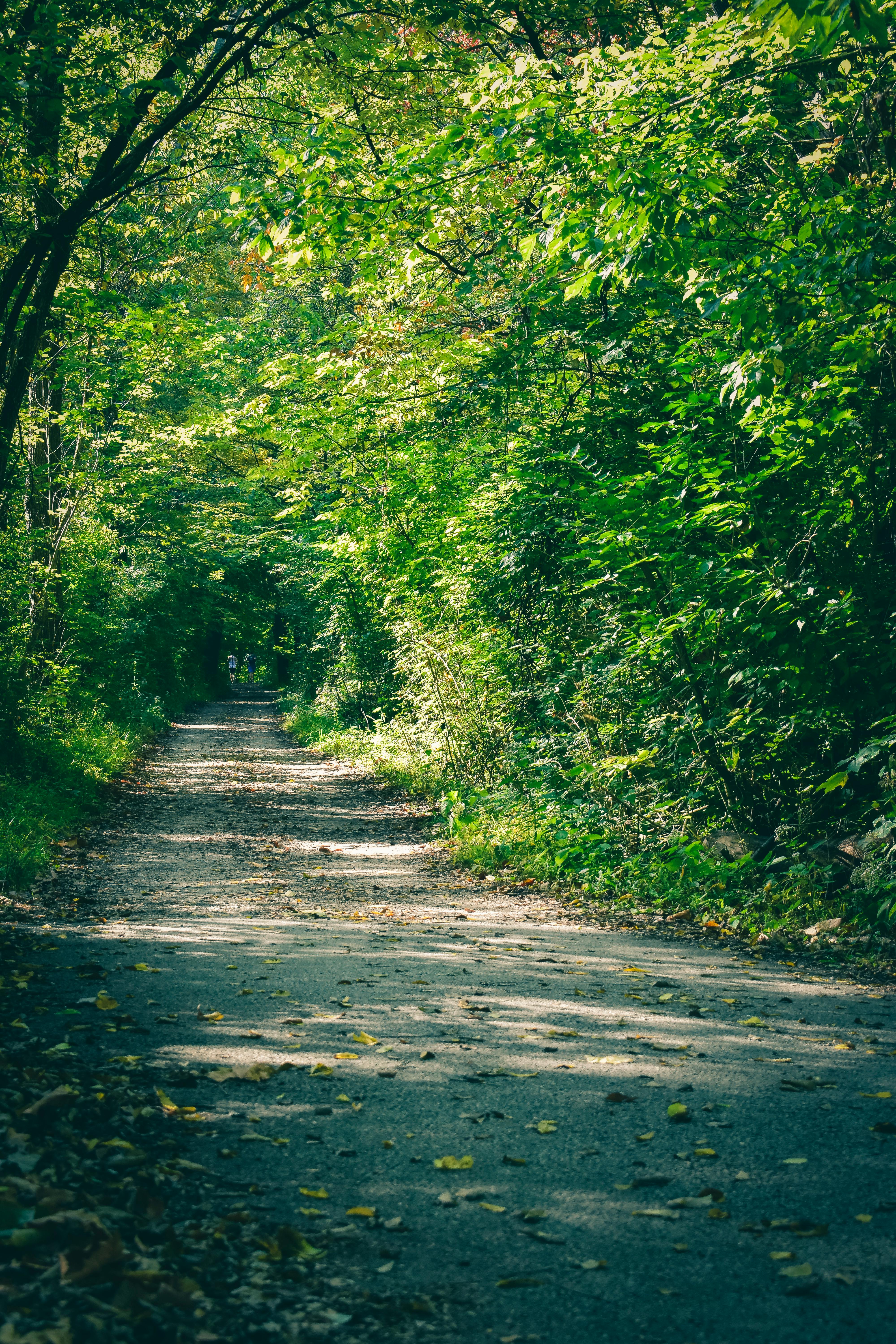 Desire Path Surrounded With Trees and Grass · Free Stock Photo