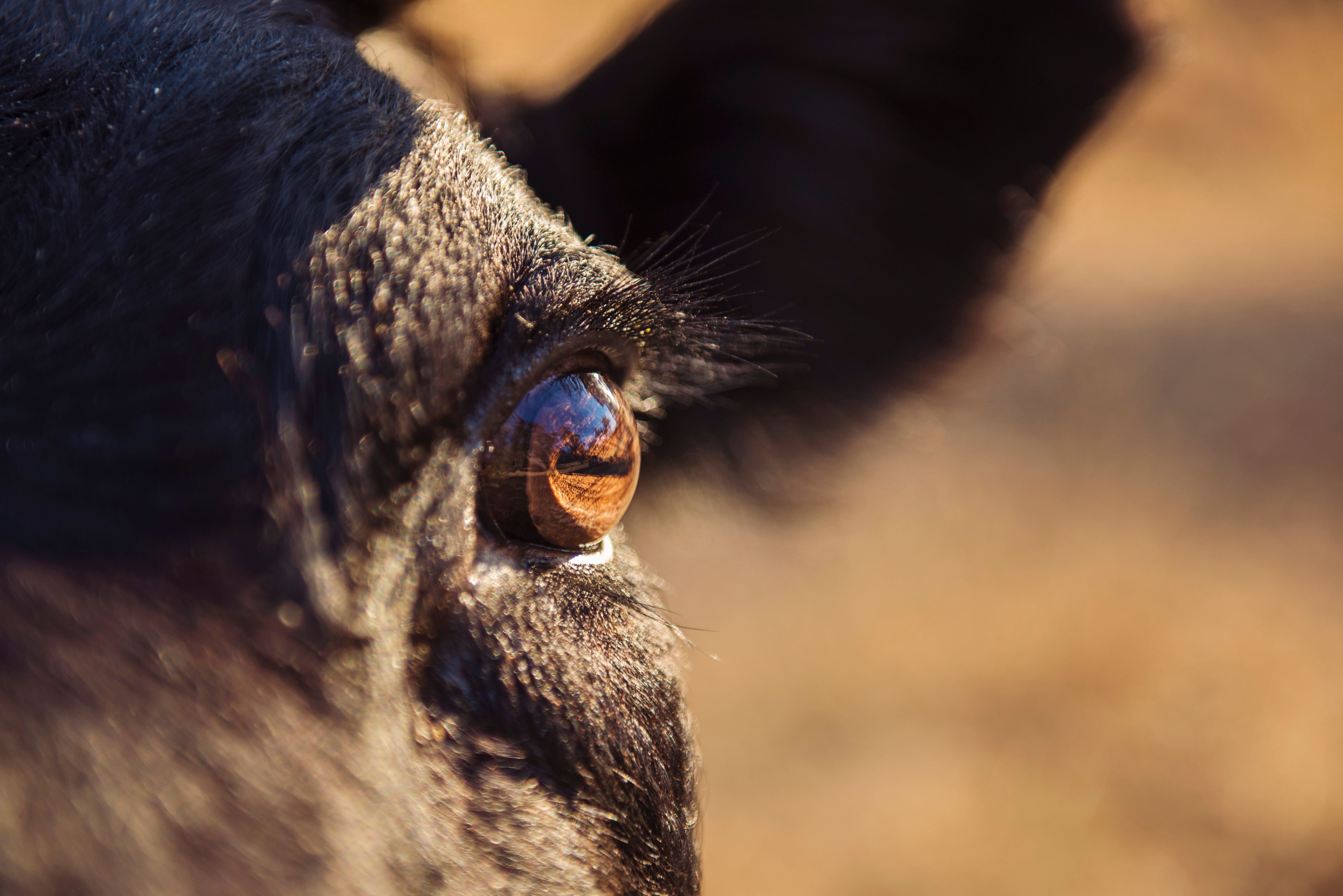 Selective Focus Photography of Black Animal · Free Stock Photo
