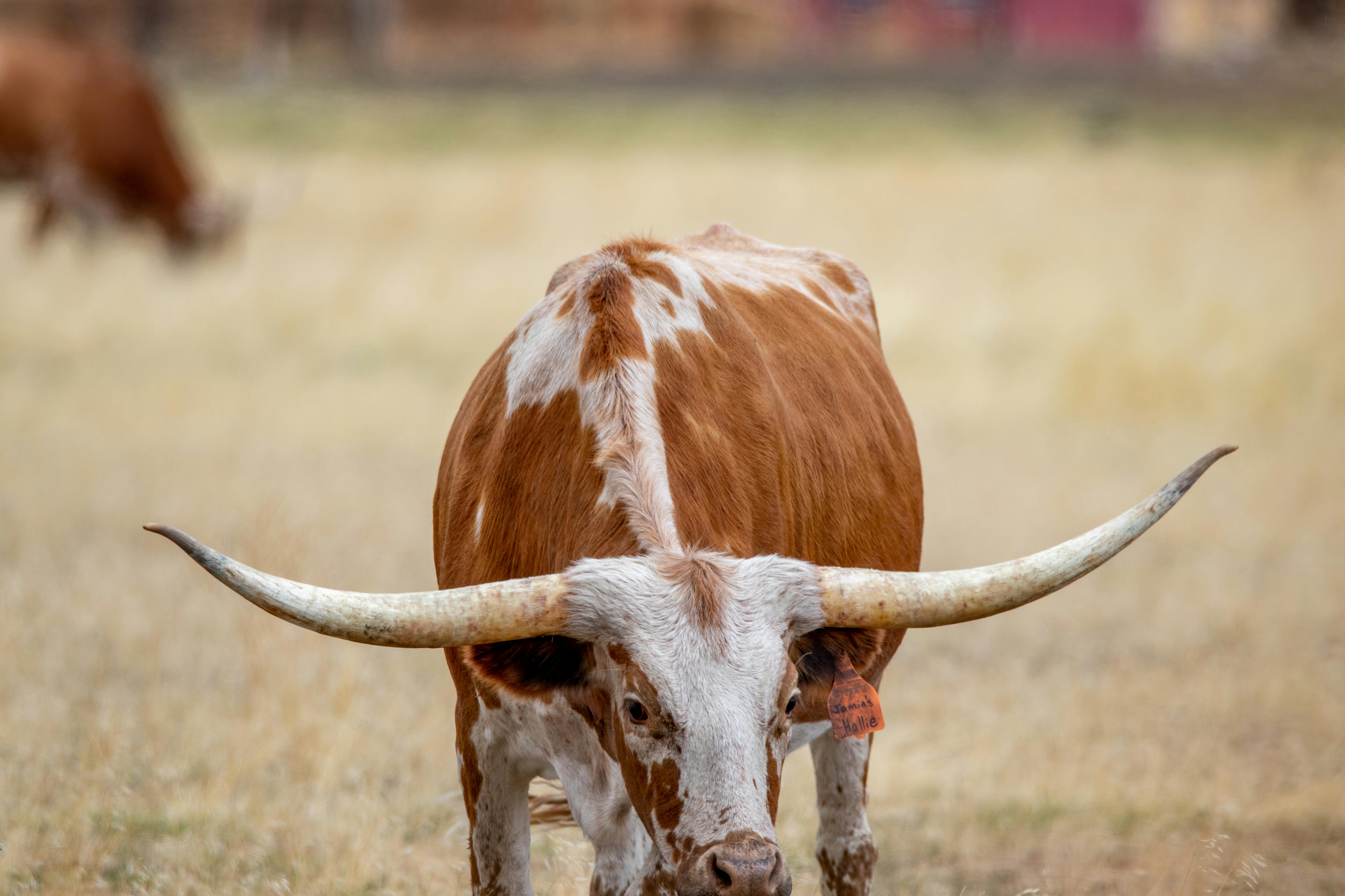 Animal 3 Photos & Videos Collected by Tony Mucci