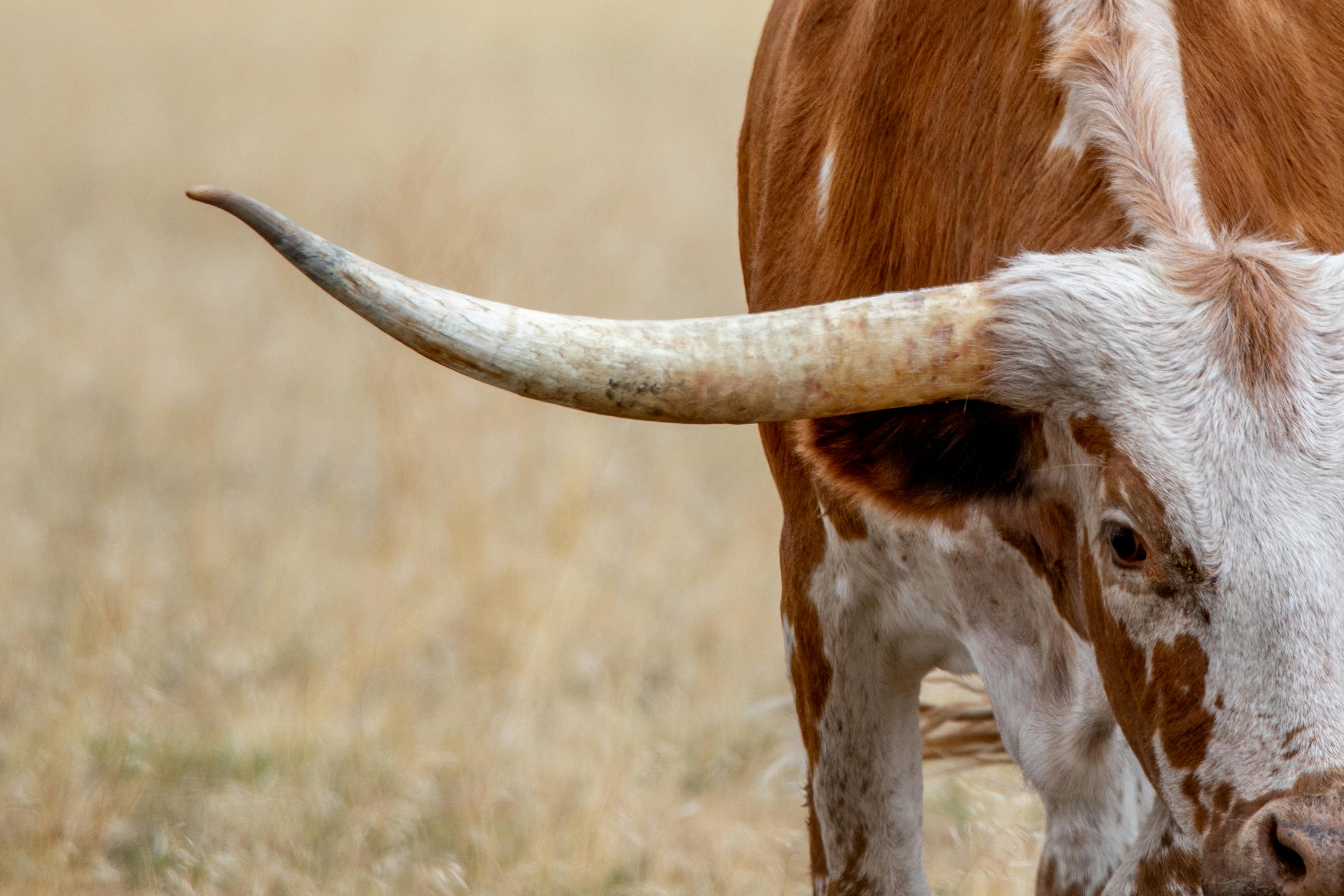 Animal 3 Photos & Videos Collected by Tony Mucci