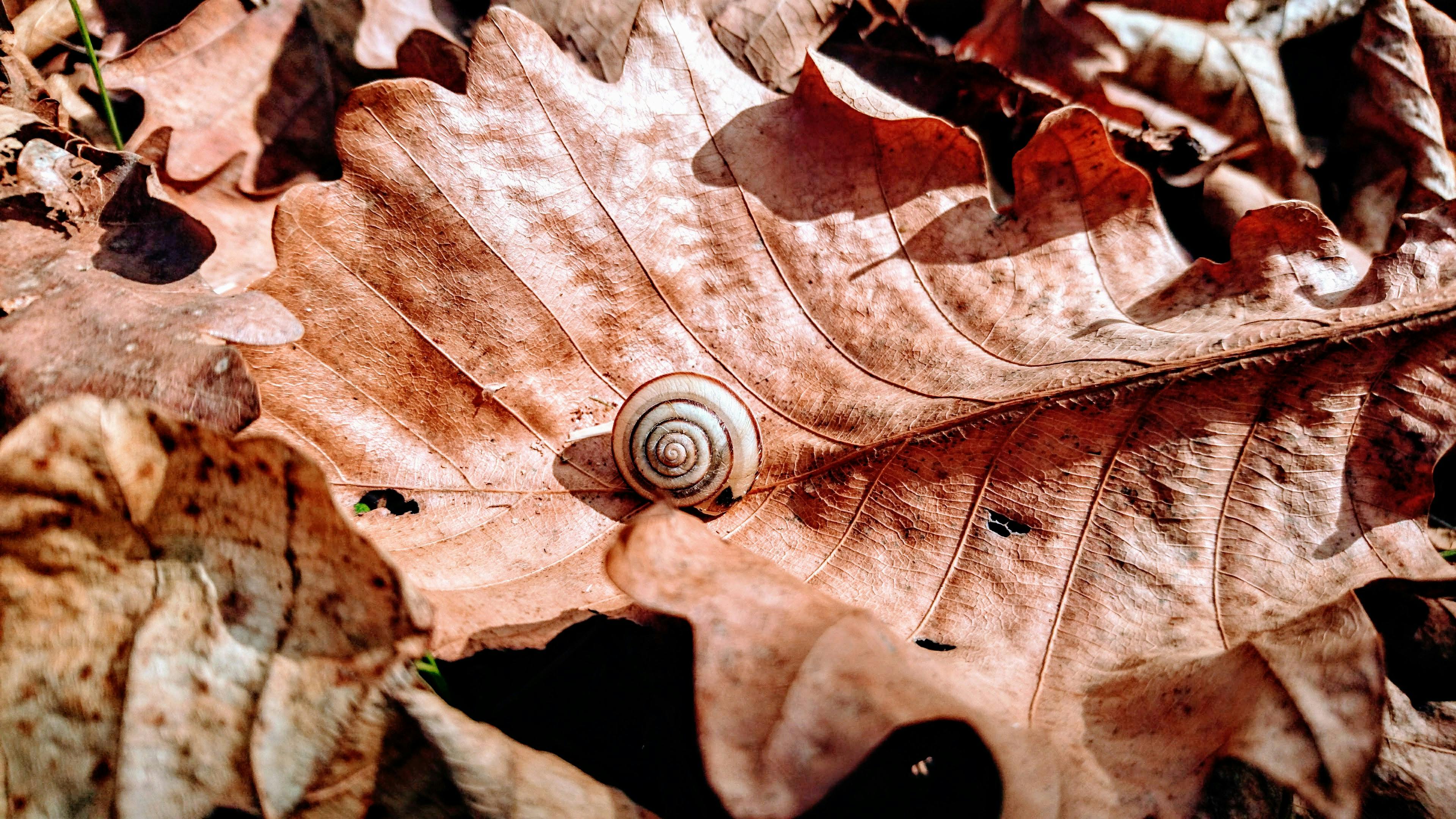 Close-Up Photo of a Snail Shell on a Dry Maple Leaf · Free Stock Photo