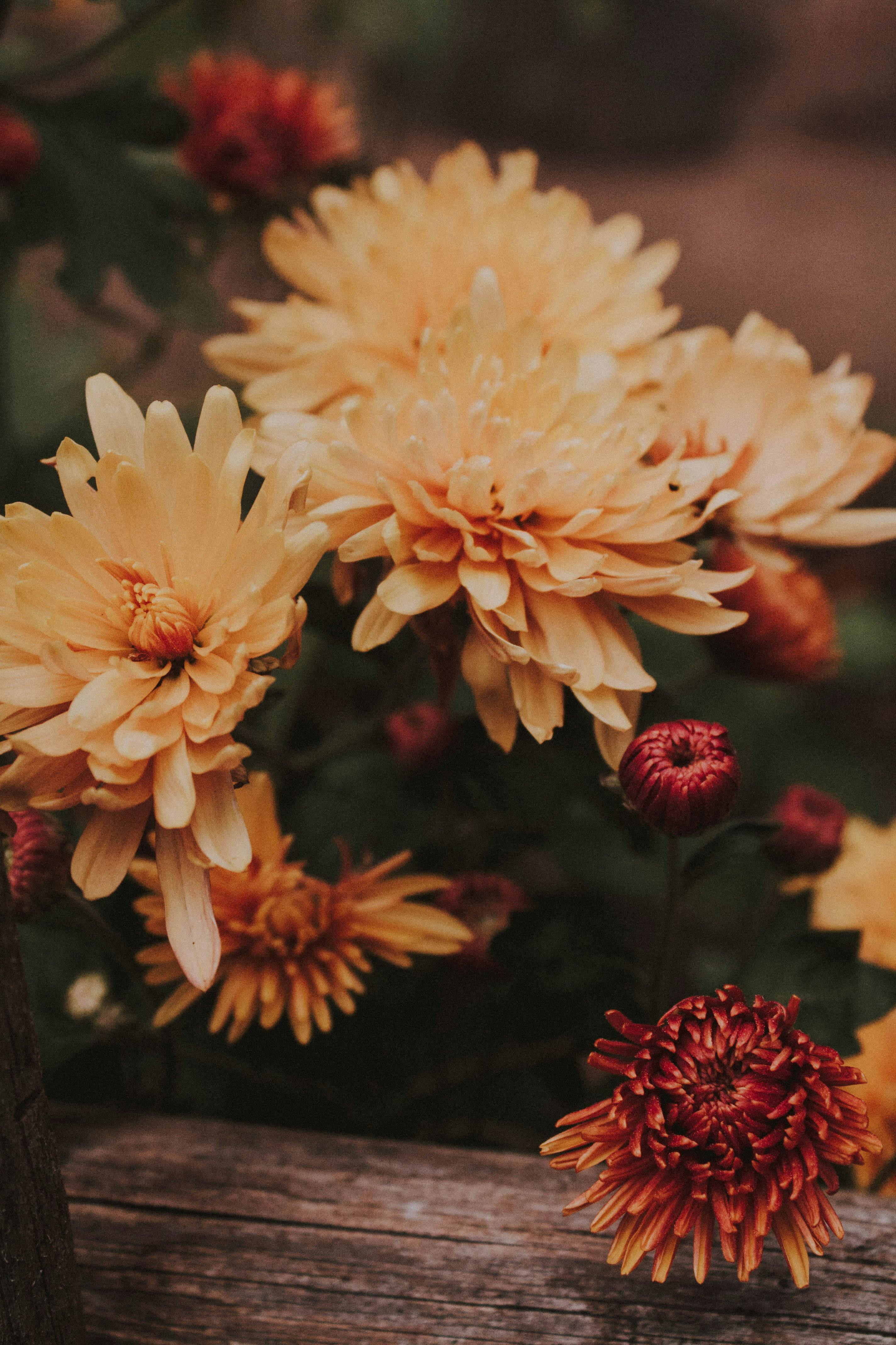 Close-Up Photo of Yellow Aster Flowers · Free Stock Photo