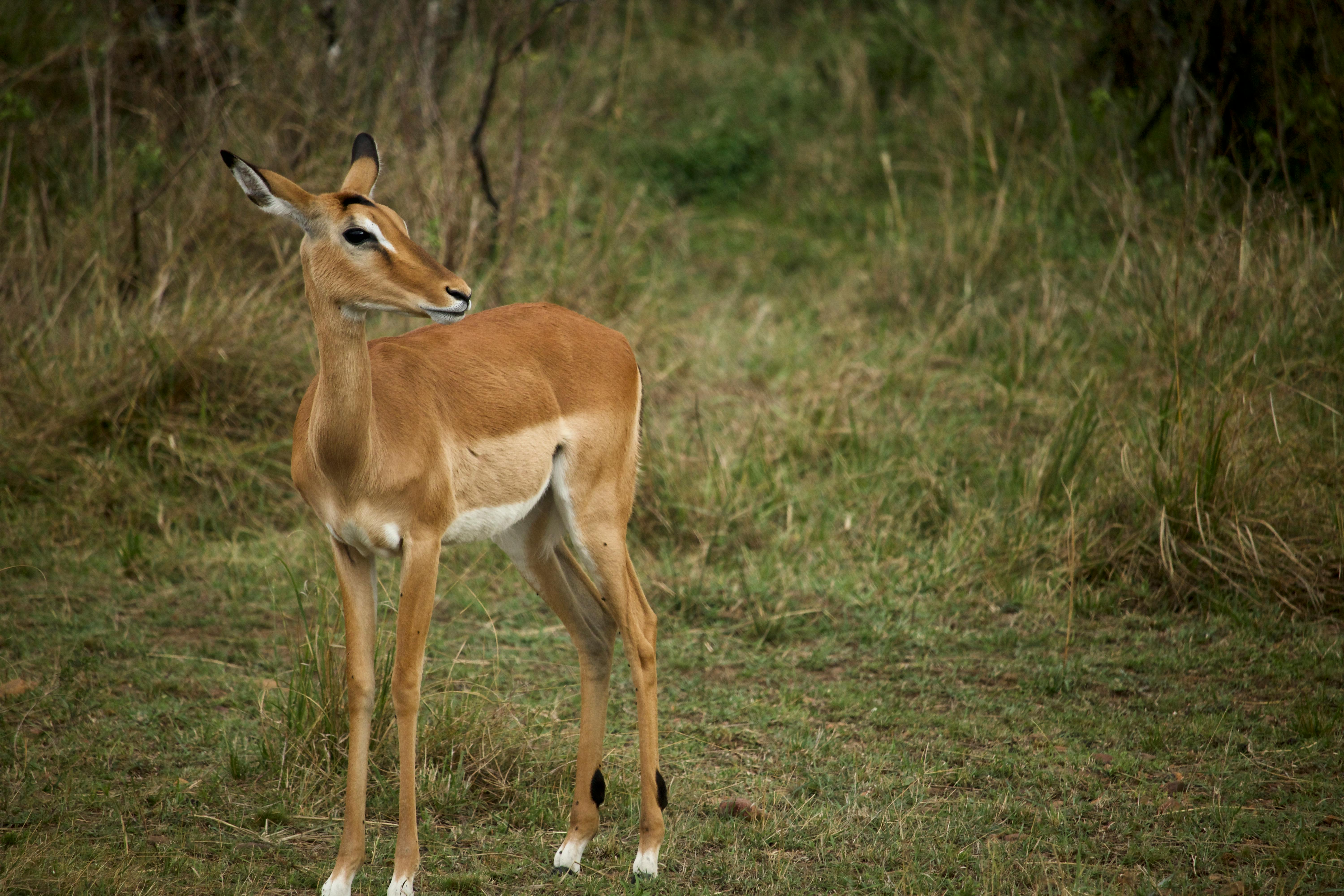 Portrait of Impala · Free Stock Photo