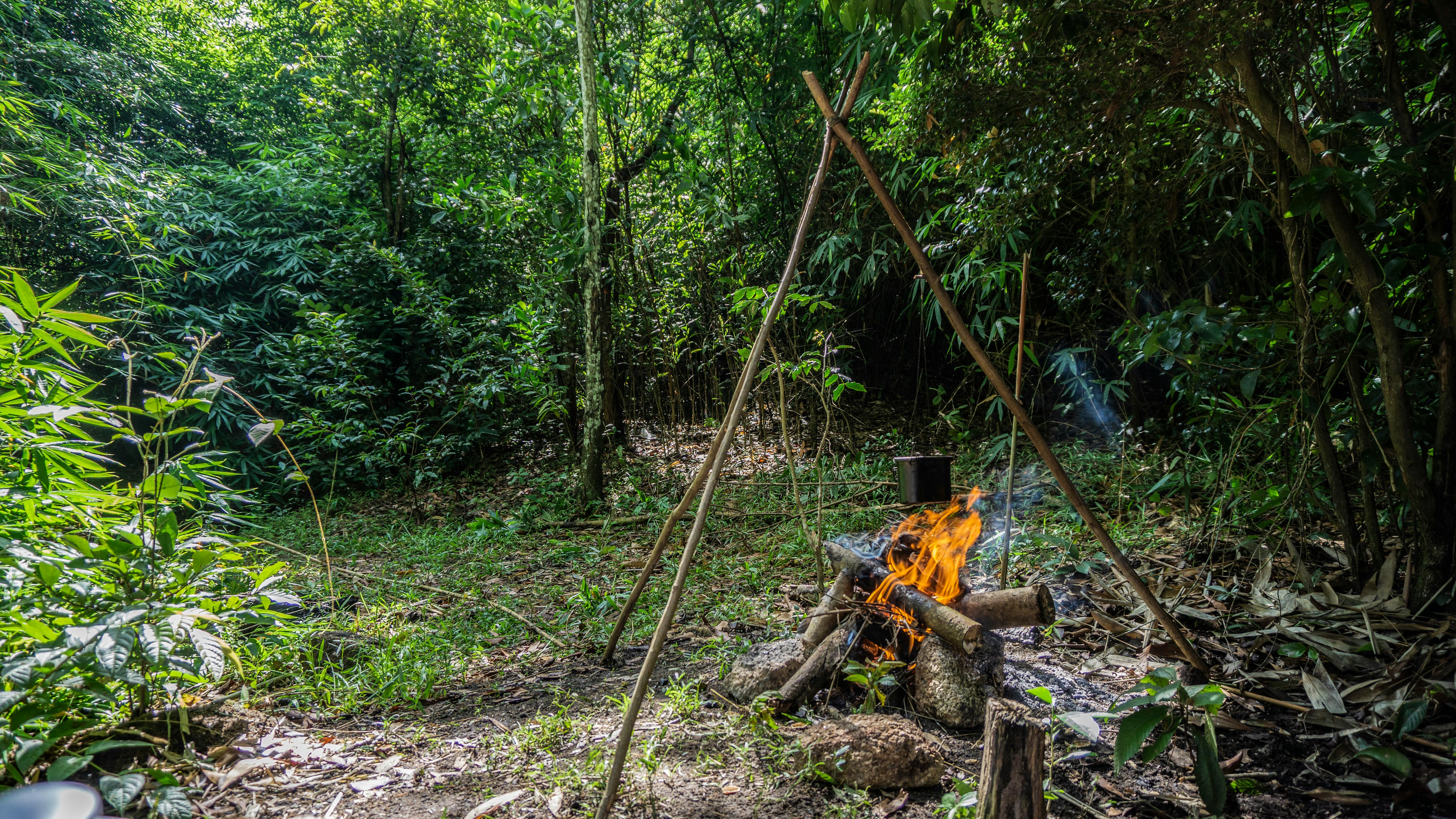 Lush Camp Fire Photos, Download The BEST Free Lush Camp Fire Stock ...