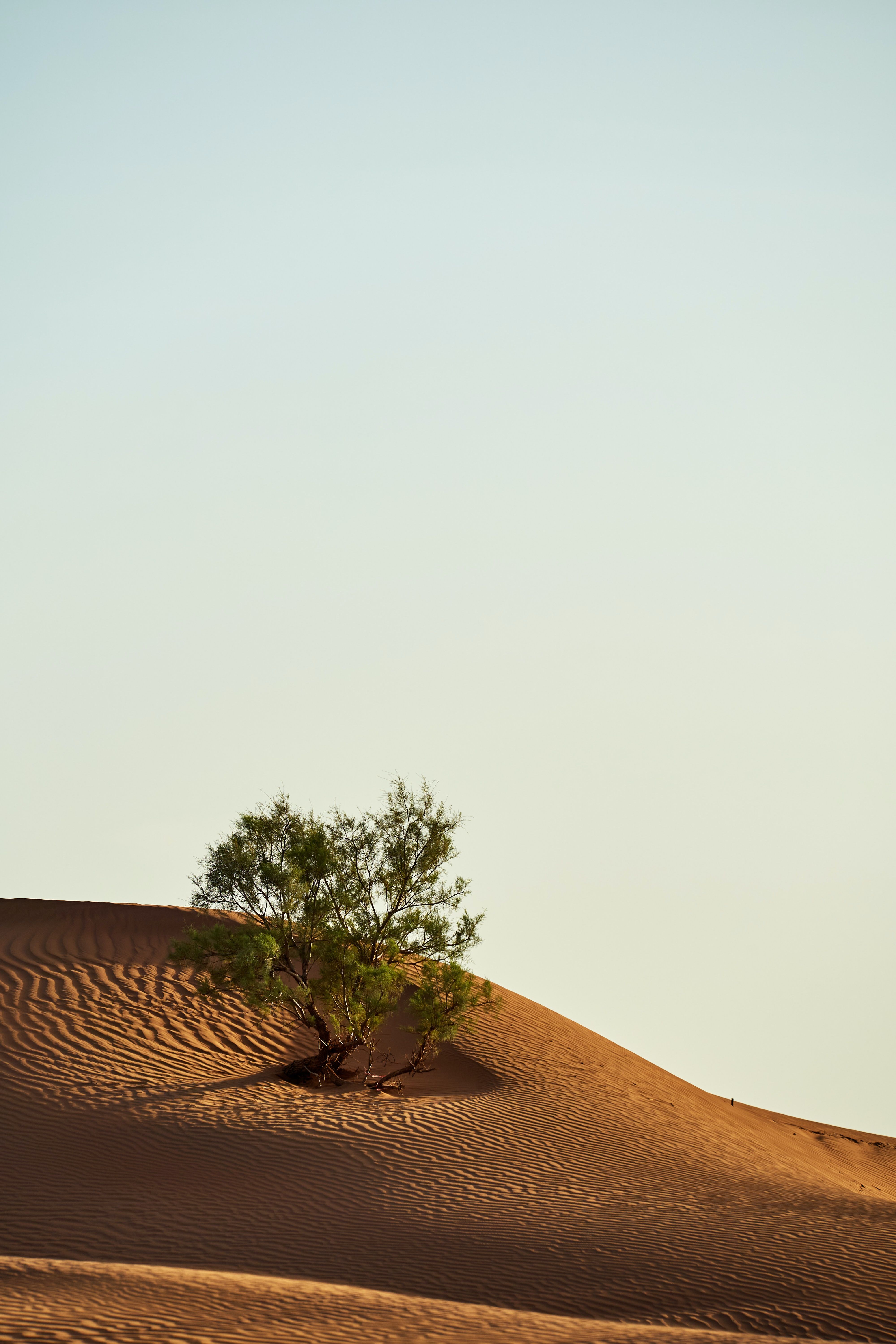 Photo of Sand Near a Tree · Free Stock Photo