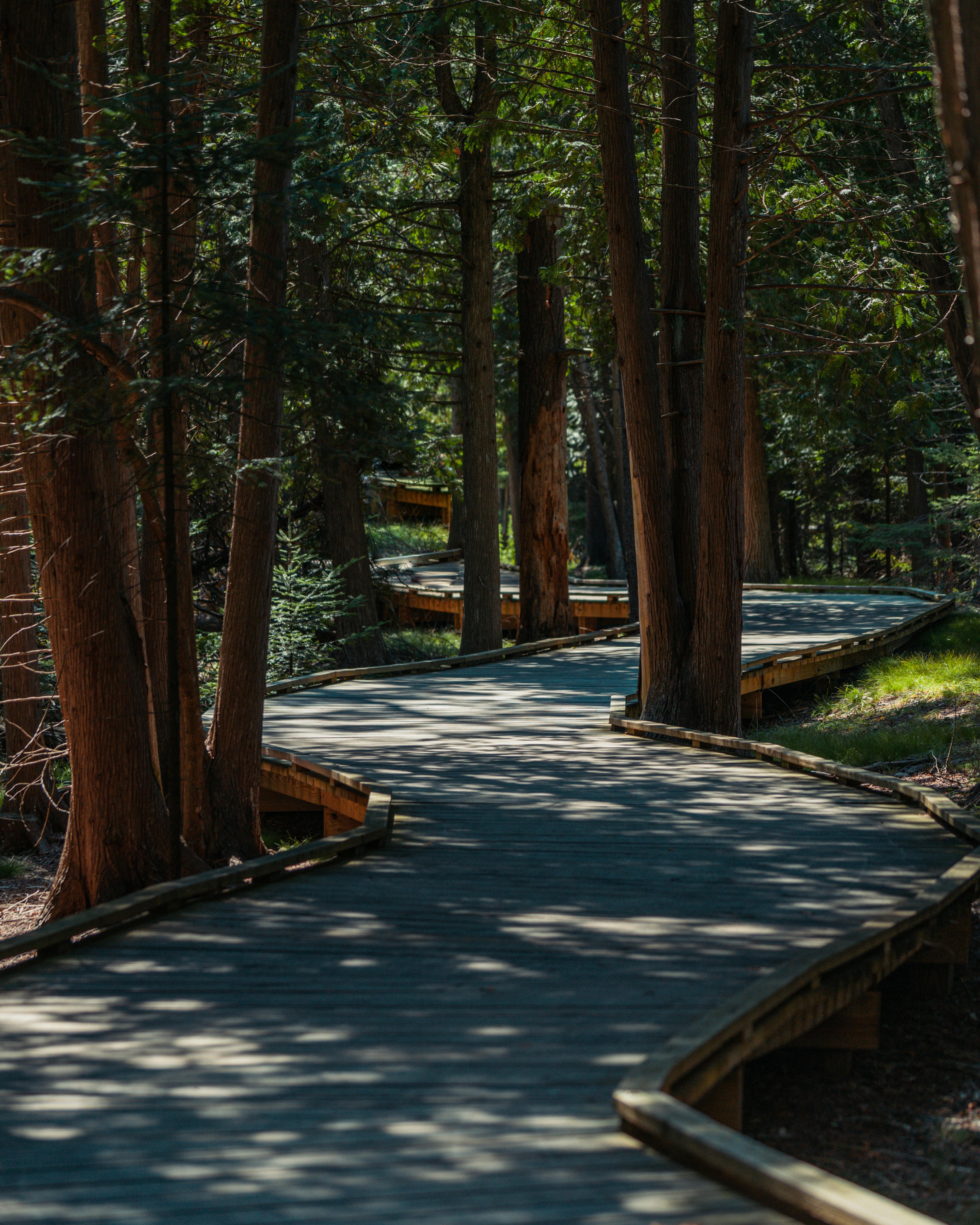 Brown Wooden Pathway Between Trees · Free Stock Photo