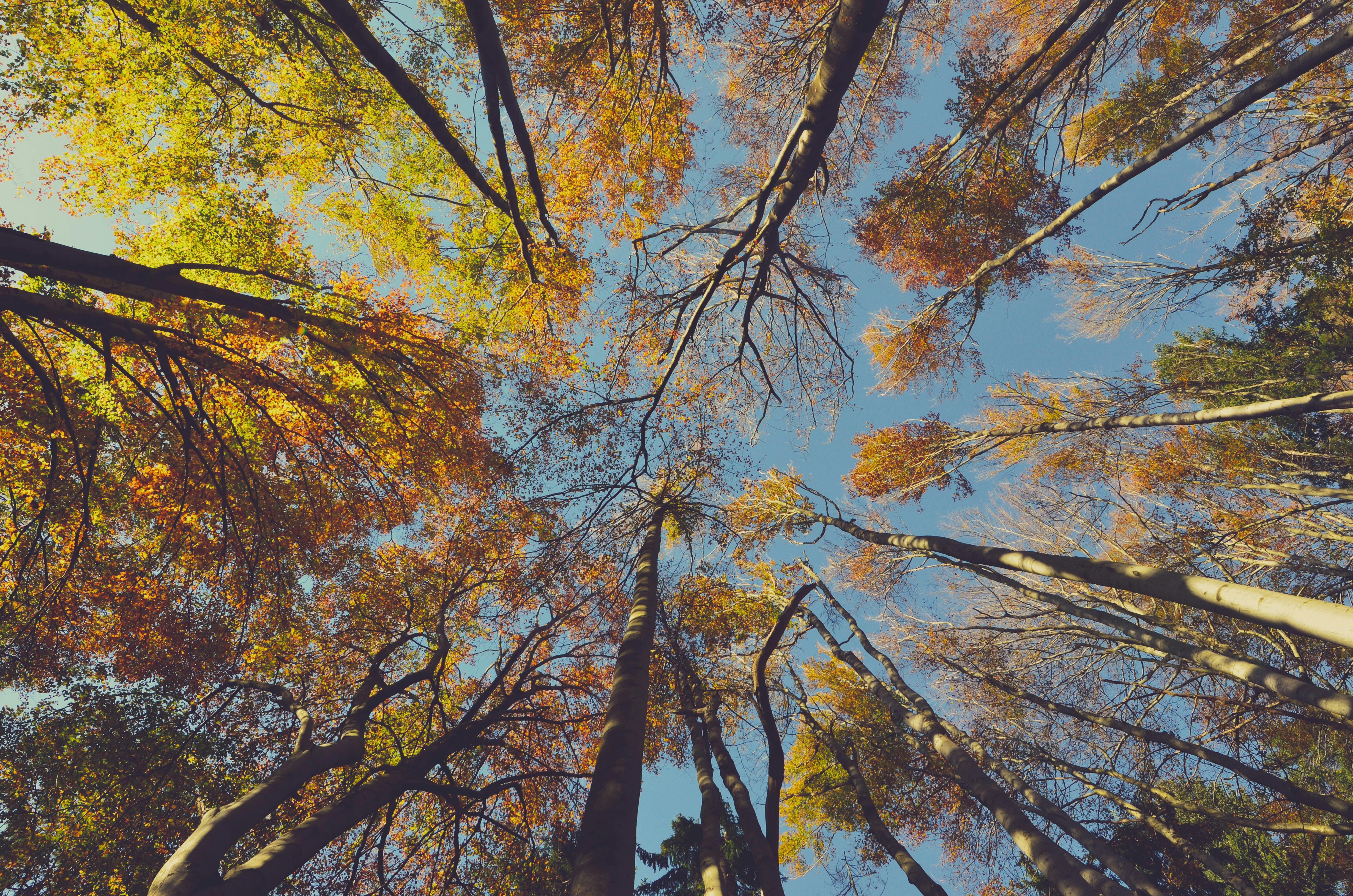 Worm's-eye View of Trees · Free Stock Photo