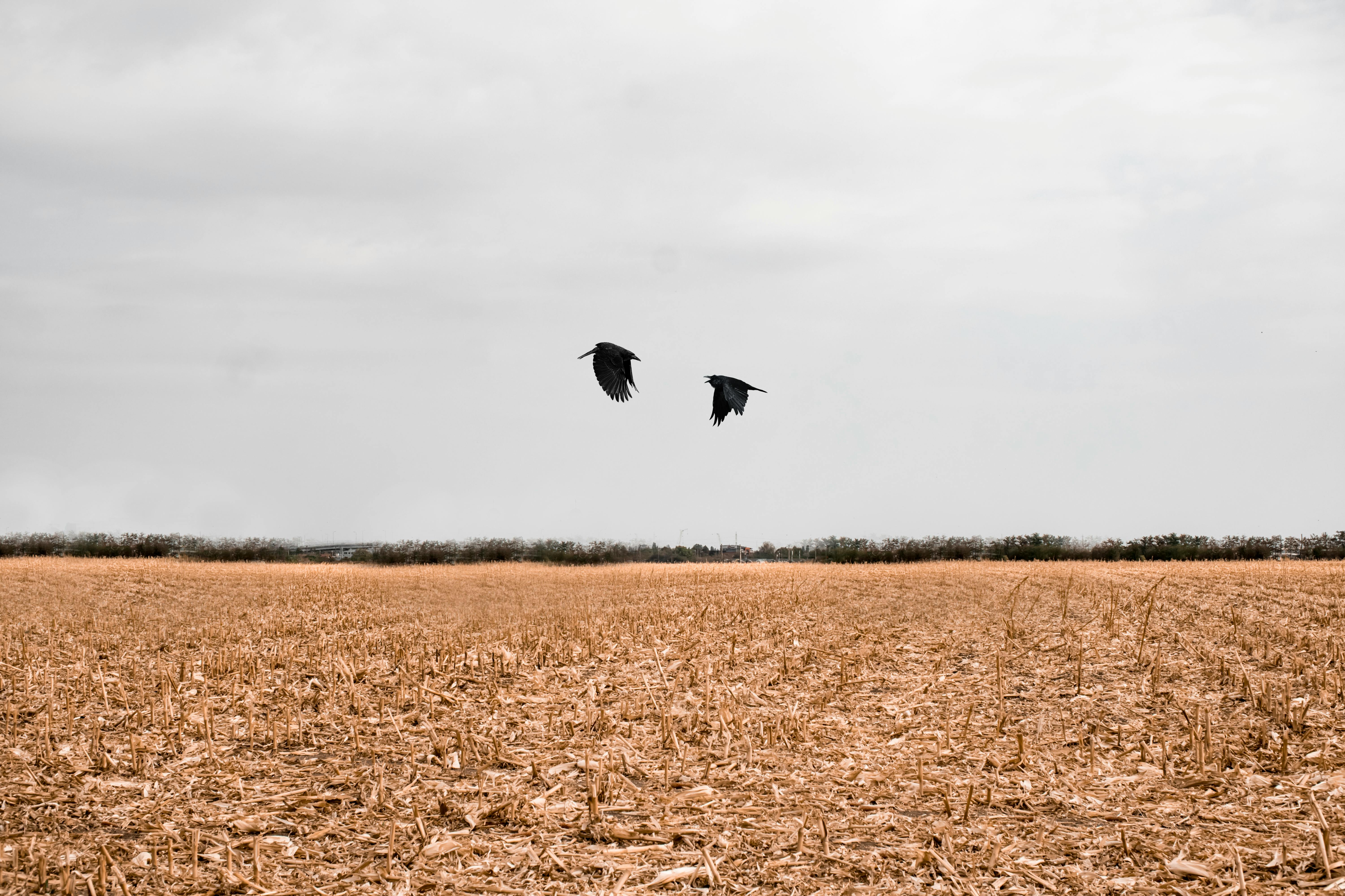 Crows Flying Above Field · Free Stock Photo