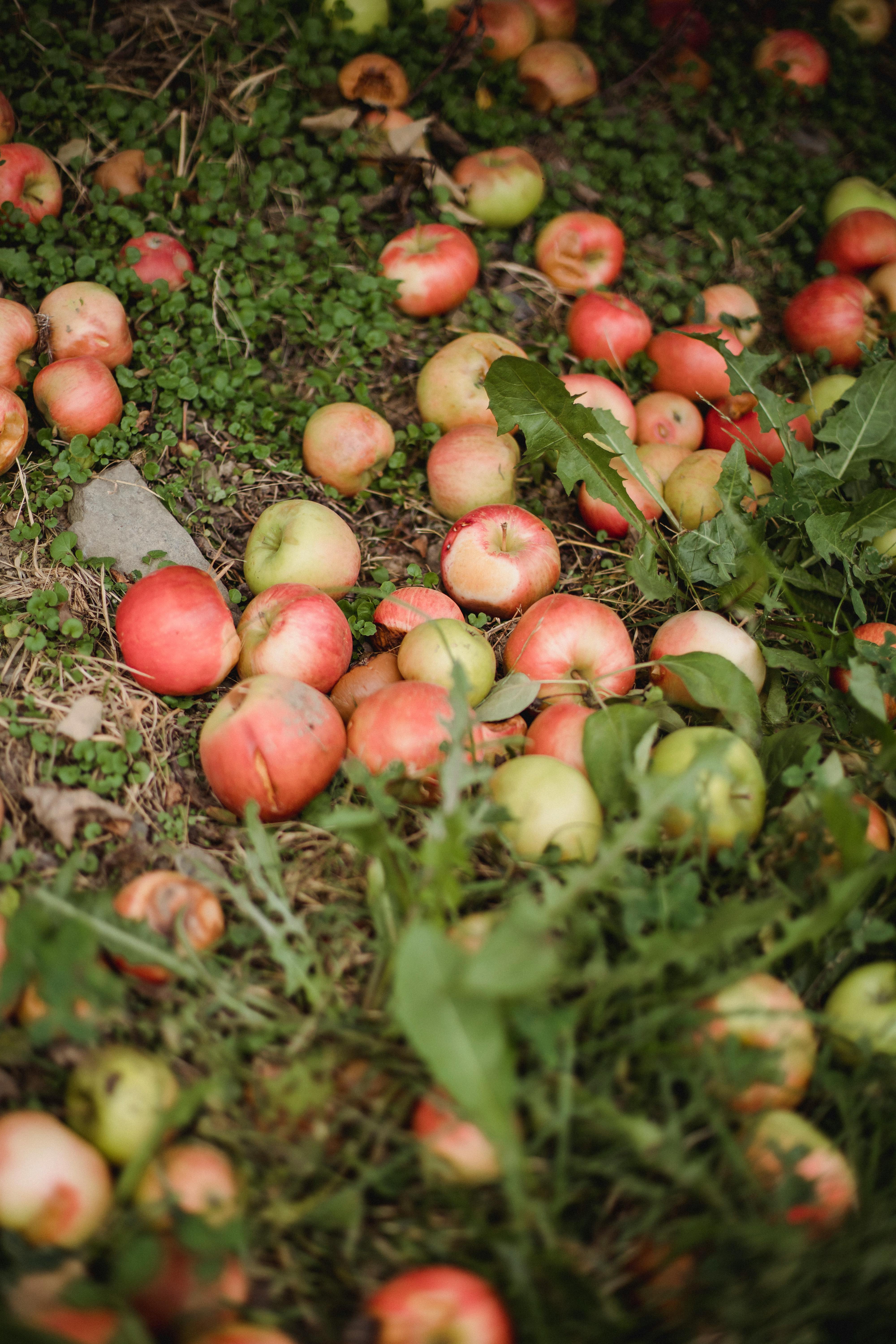 1000+ Interesting Apple Orchard Photos · Pexels · Free Stock Photos