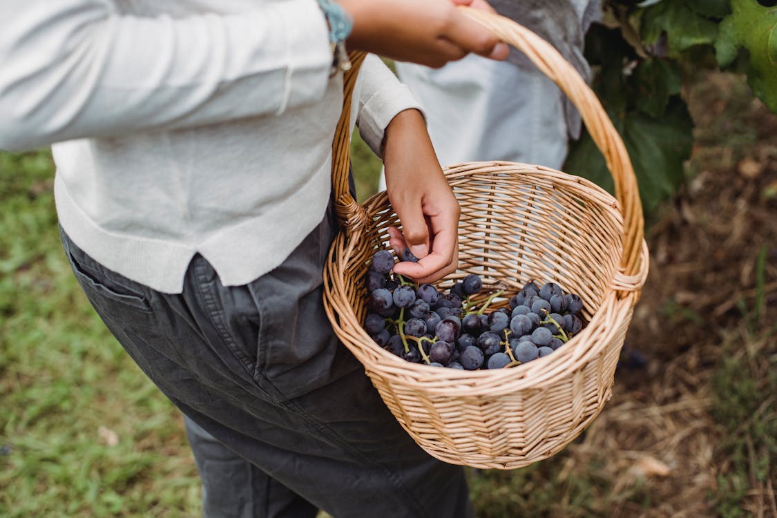 Anonymous ethnic woman carrying basket with grapes · Free Stock Photo Anonymous ethnic woman carrying basket with grapes · Free Stock Photo