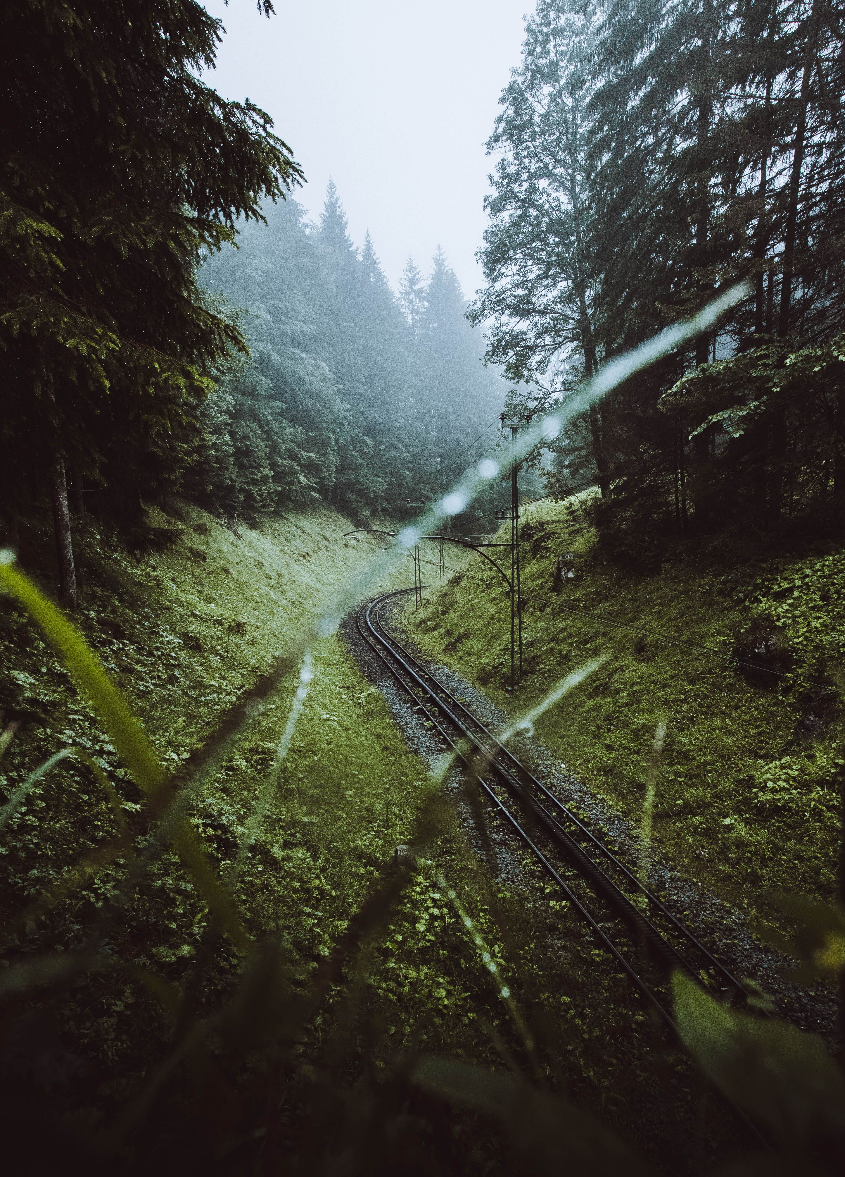 Tracks in a Forest · Free Stock Photo