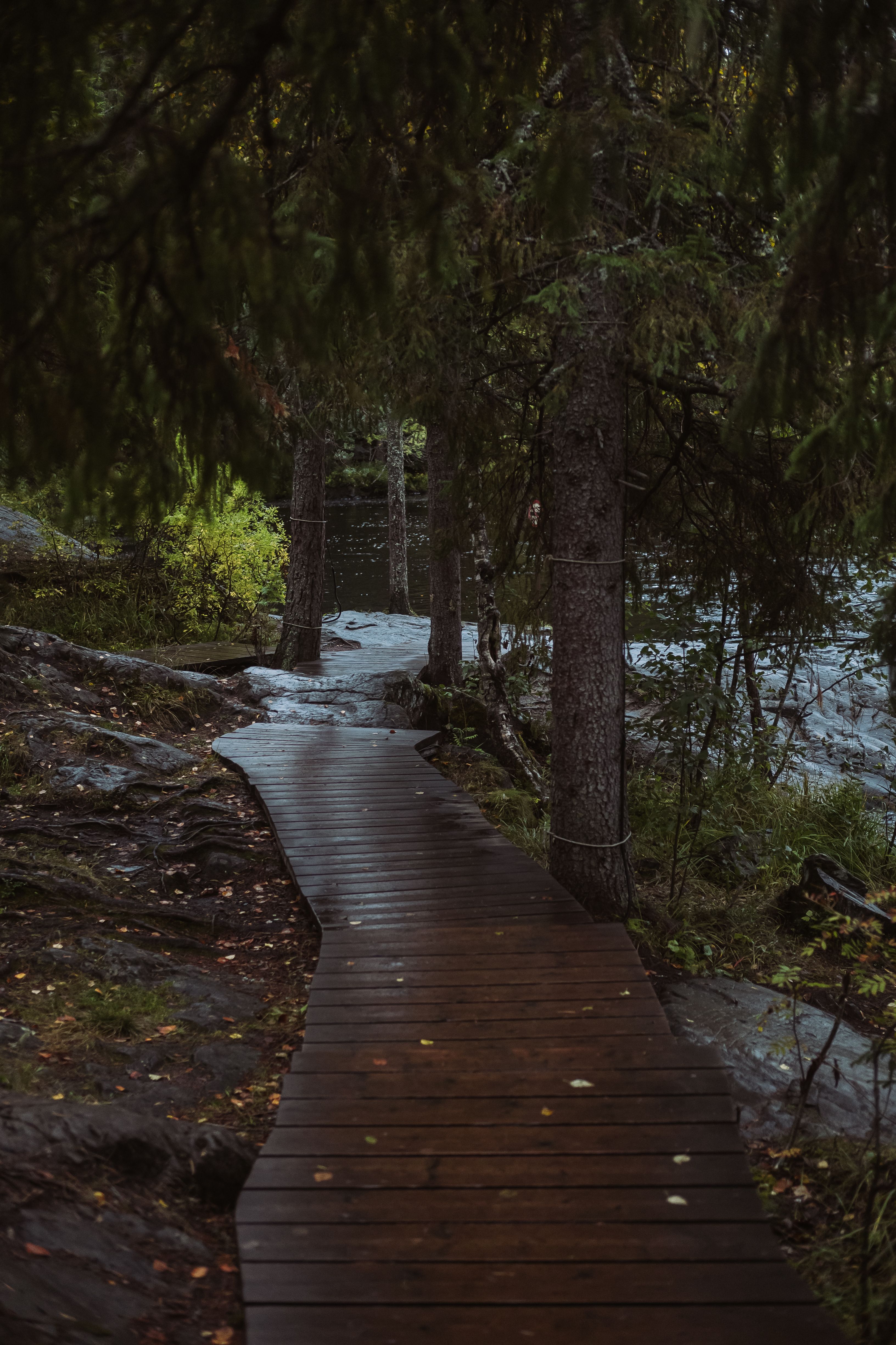 Wet walkway under trees in park · Free Stock Photo