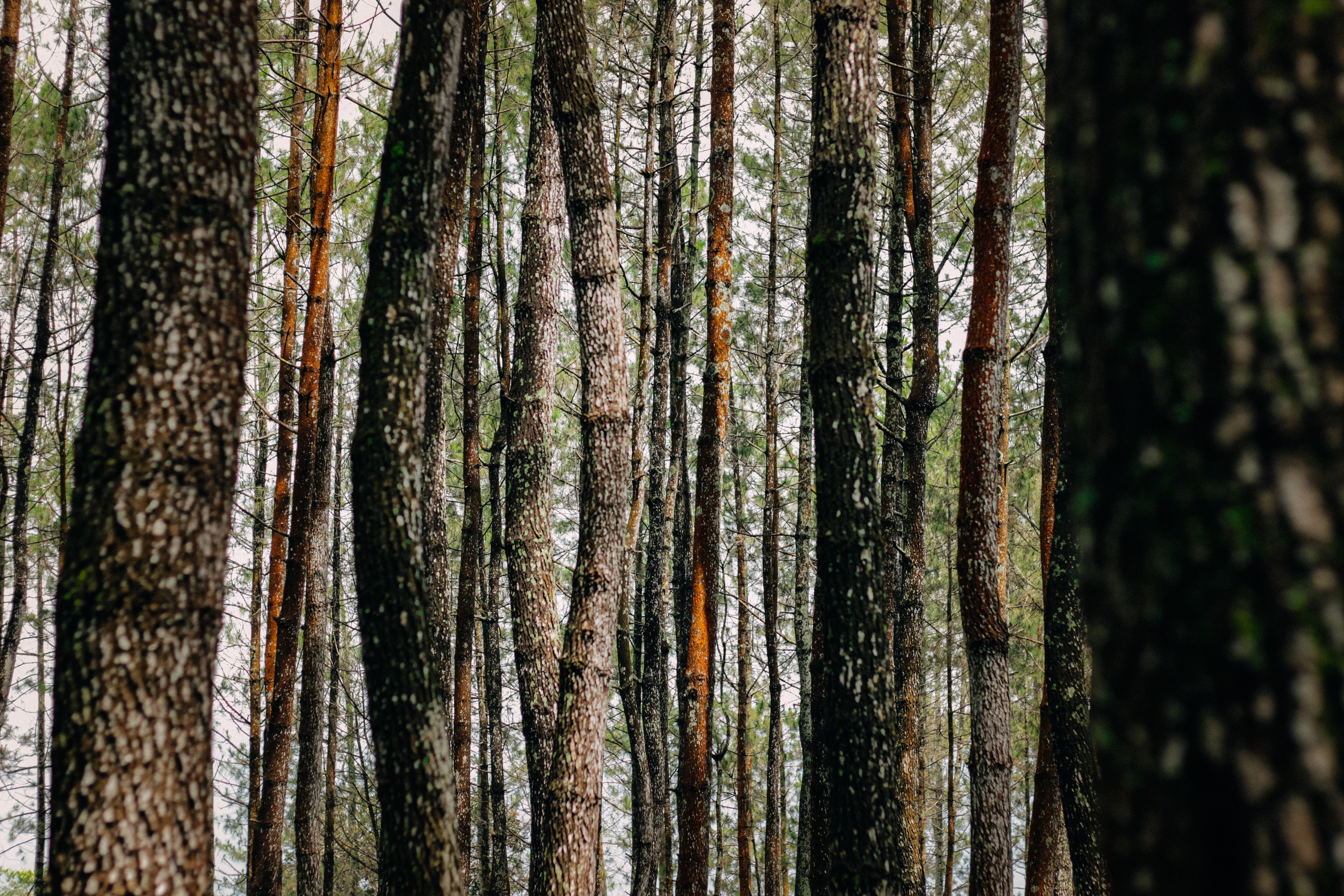 Brown Tree · Free Stock Photo