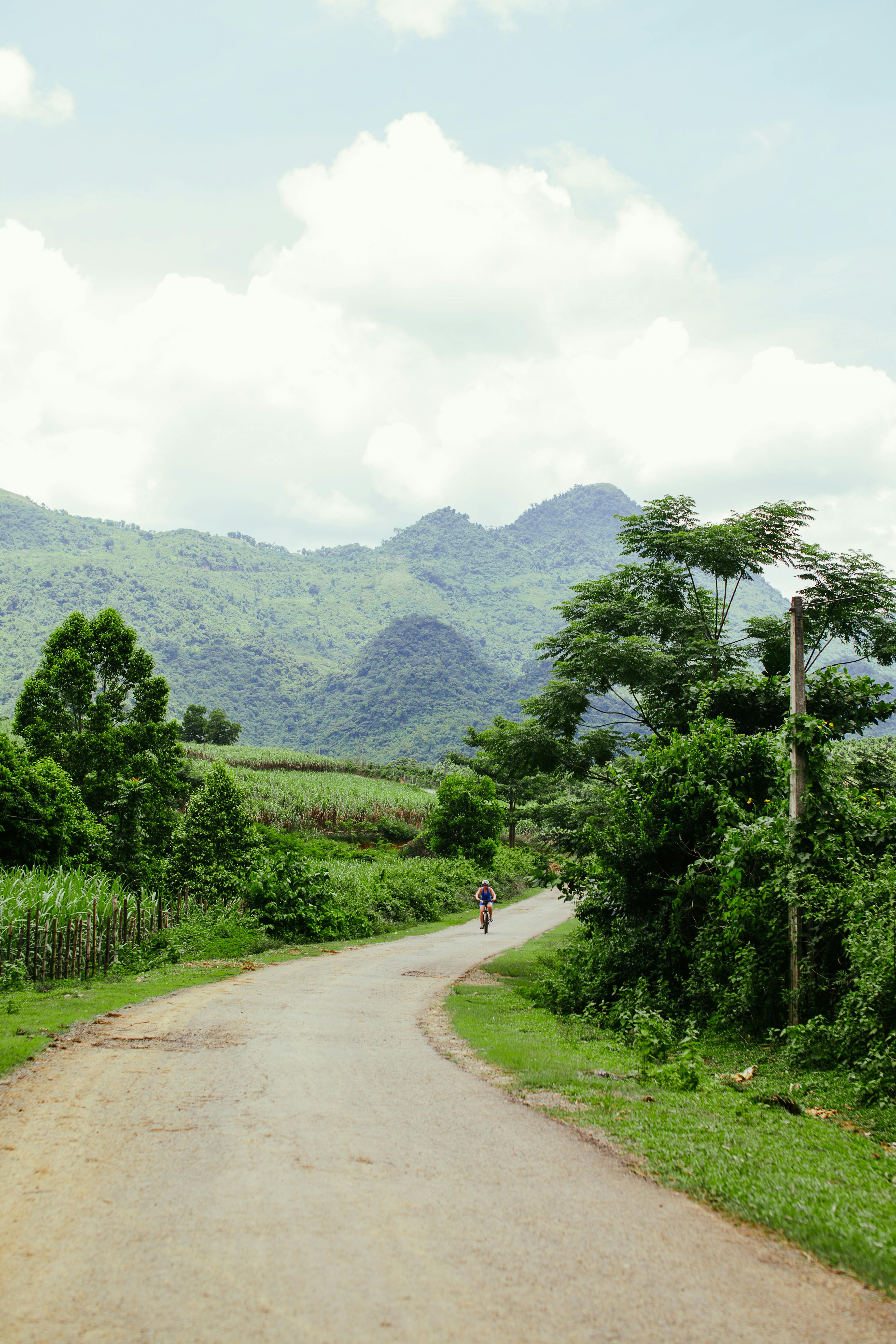 Green Palm Tree Under Mountain · Free Stock Photo