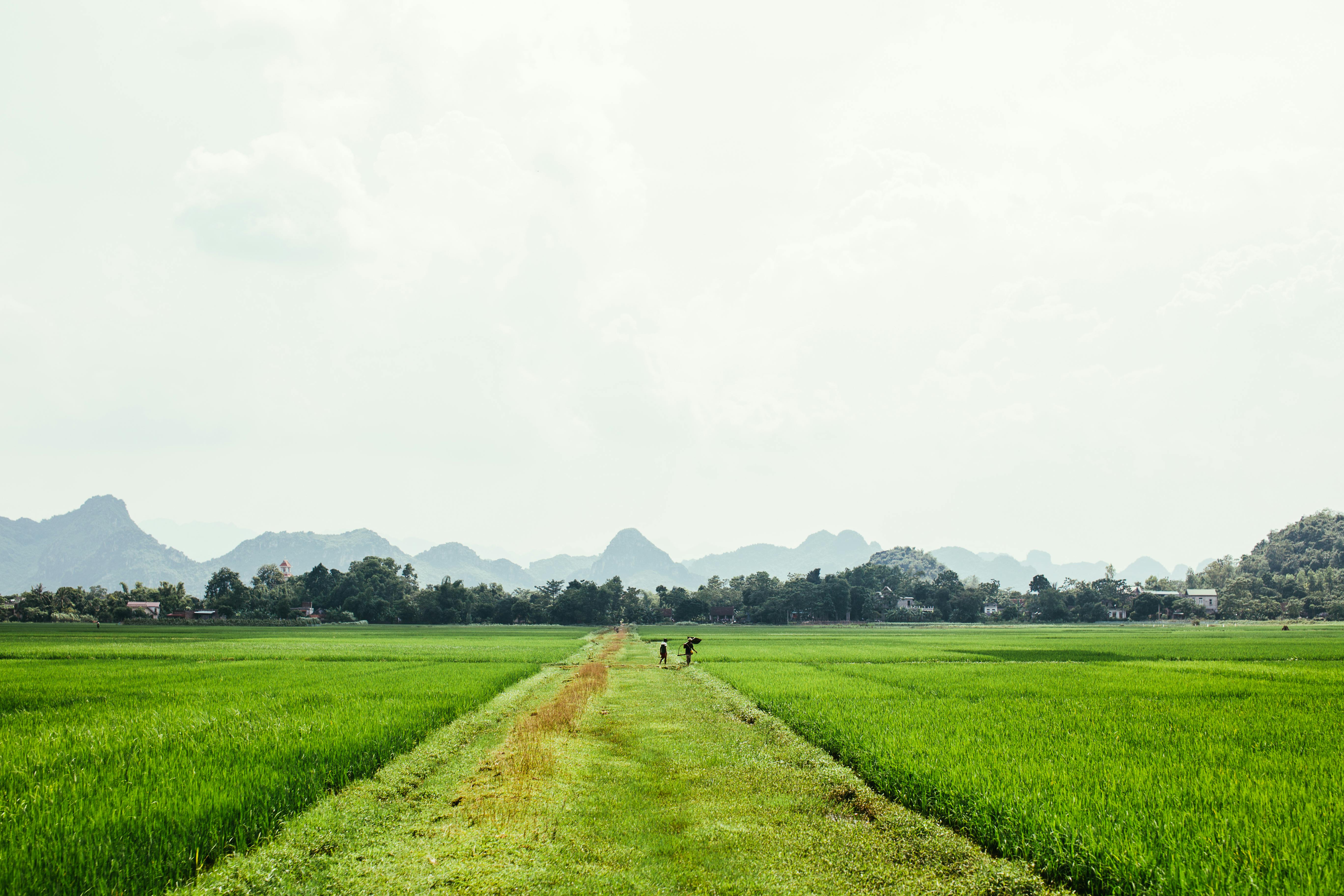 Unripened Rice Photos, Download The BEST Free Unripened Rice Stock ...