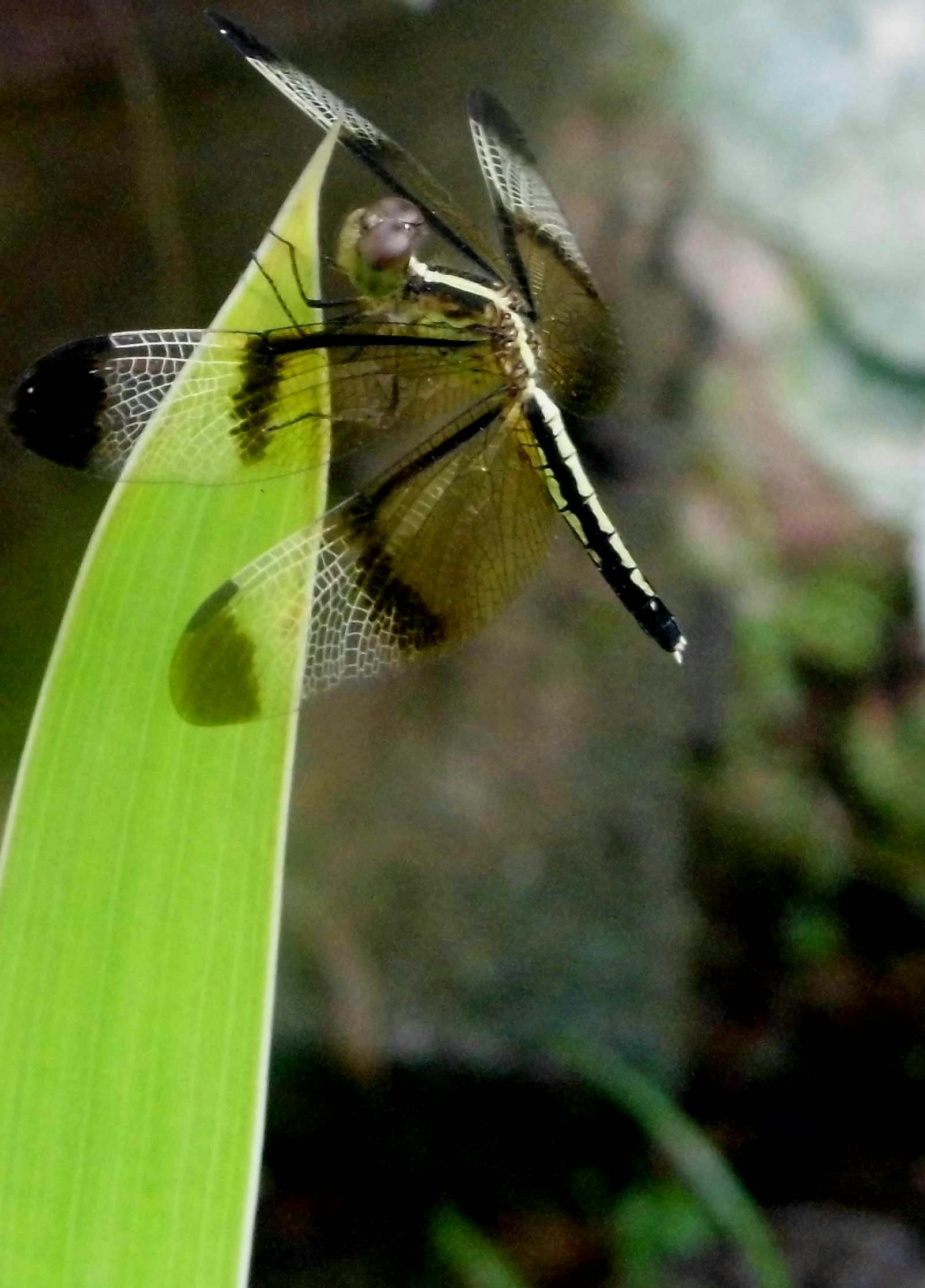 Sheha S - Photography