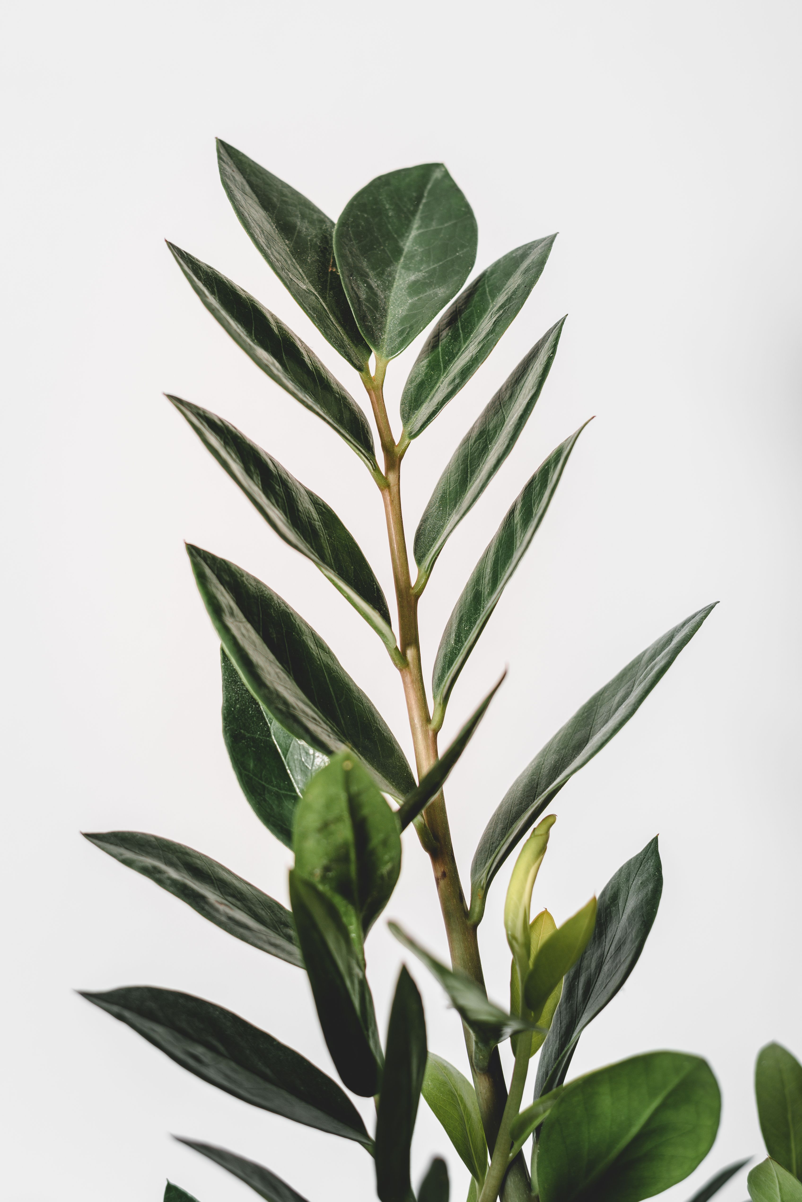 ZZ House Plant with White Background · Free Stock Photo