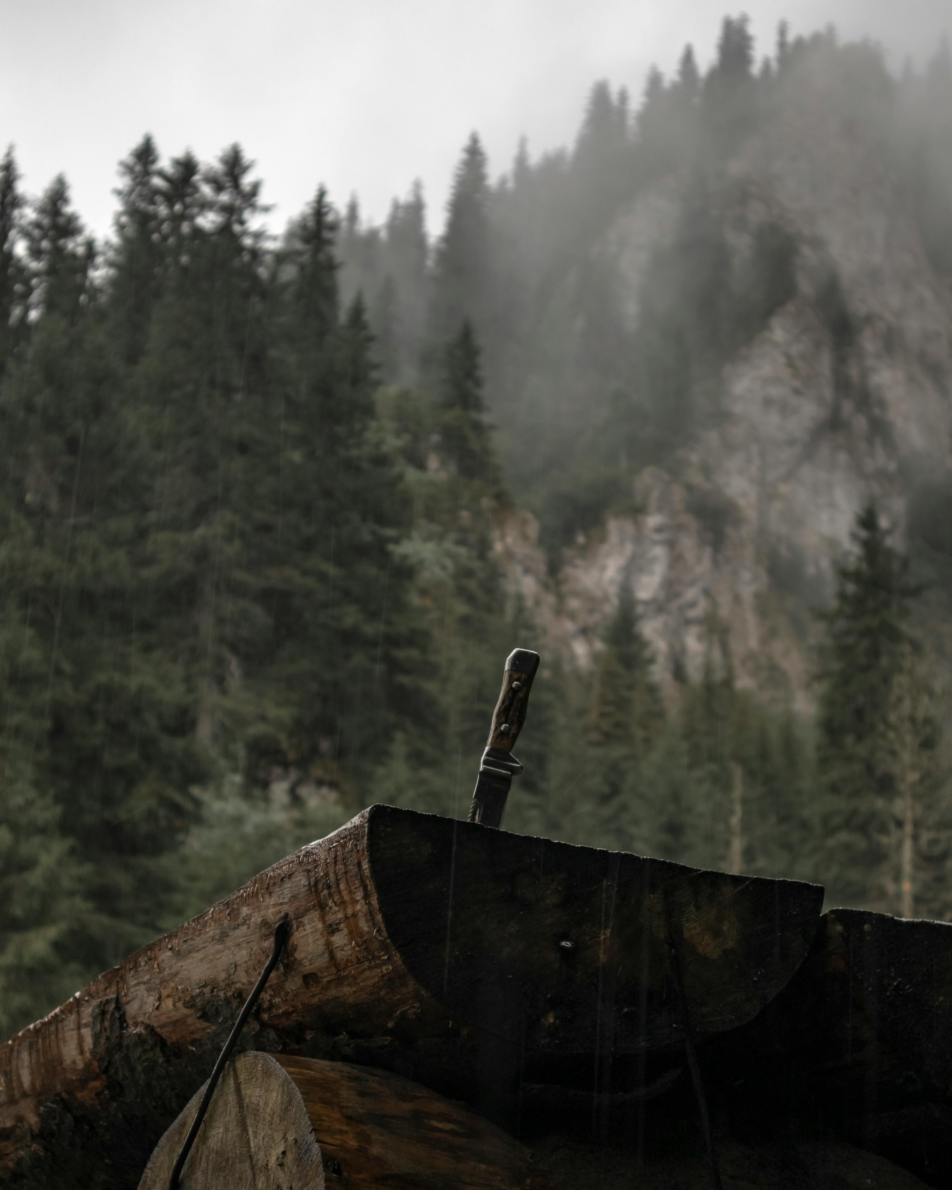 10+ Best Bushcraft Photos · 100% Free Download · Pexels Stock Photos