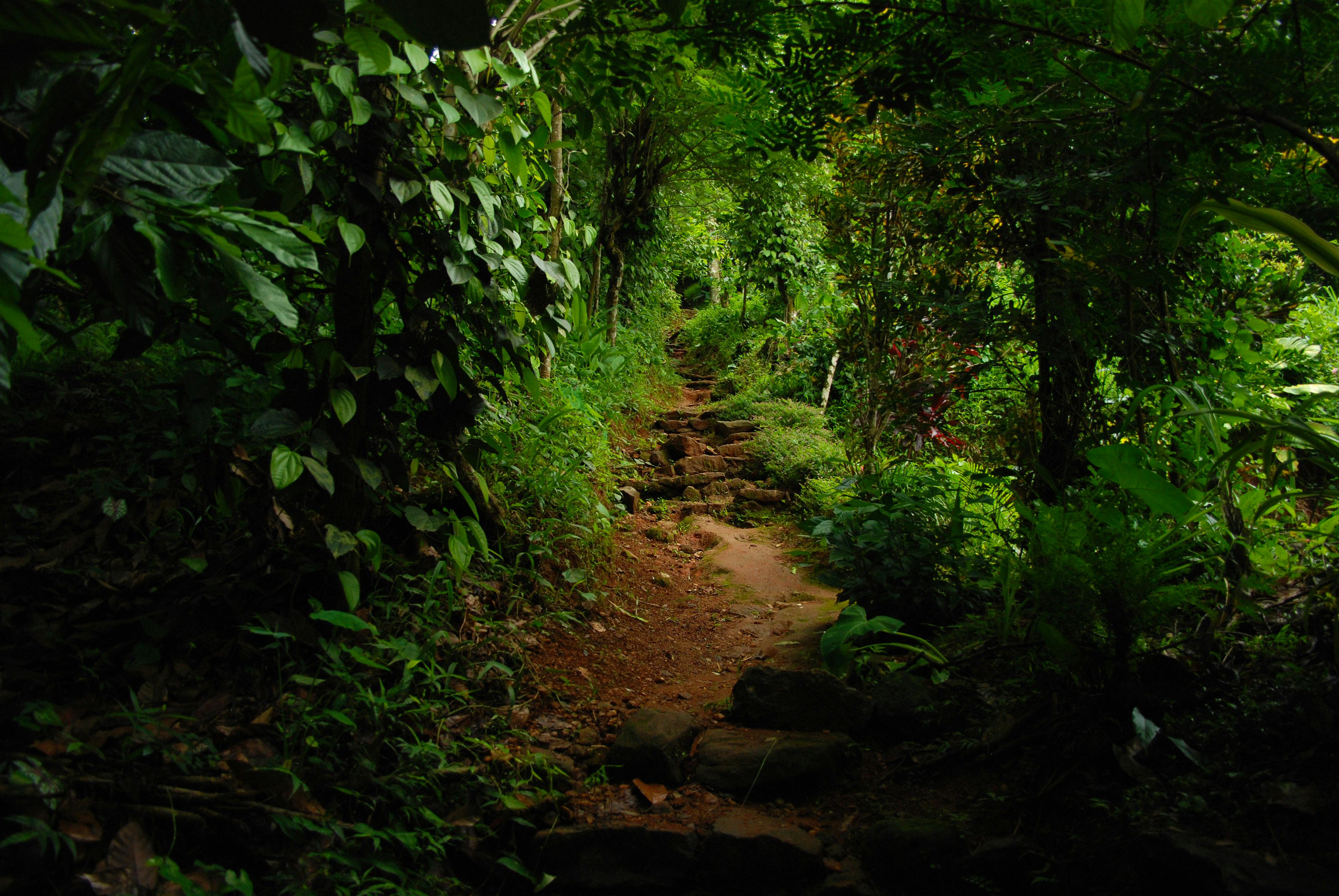 Free stock photo of green pathway, indian village, indiancart