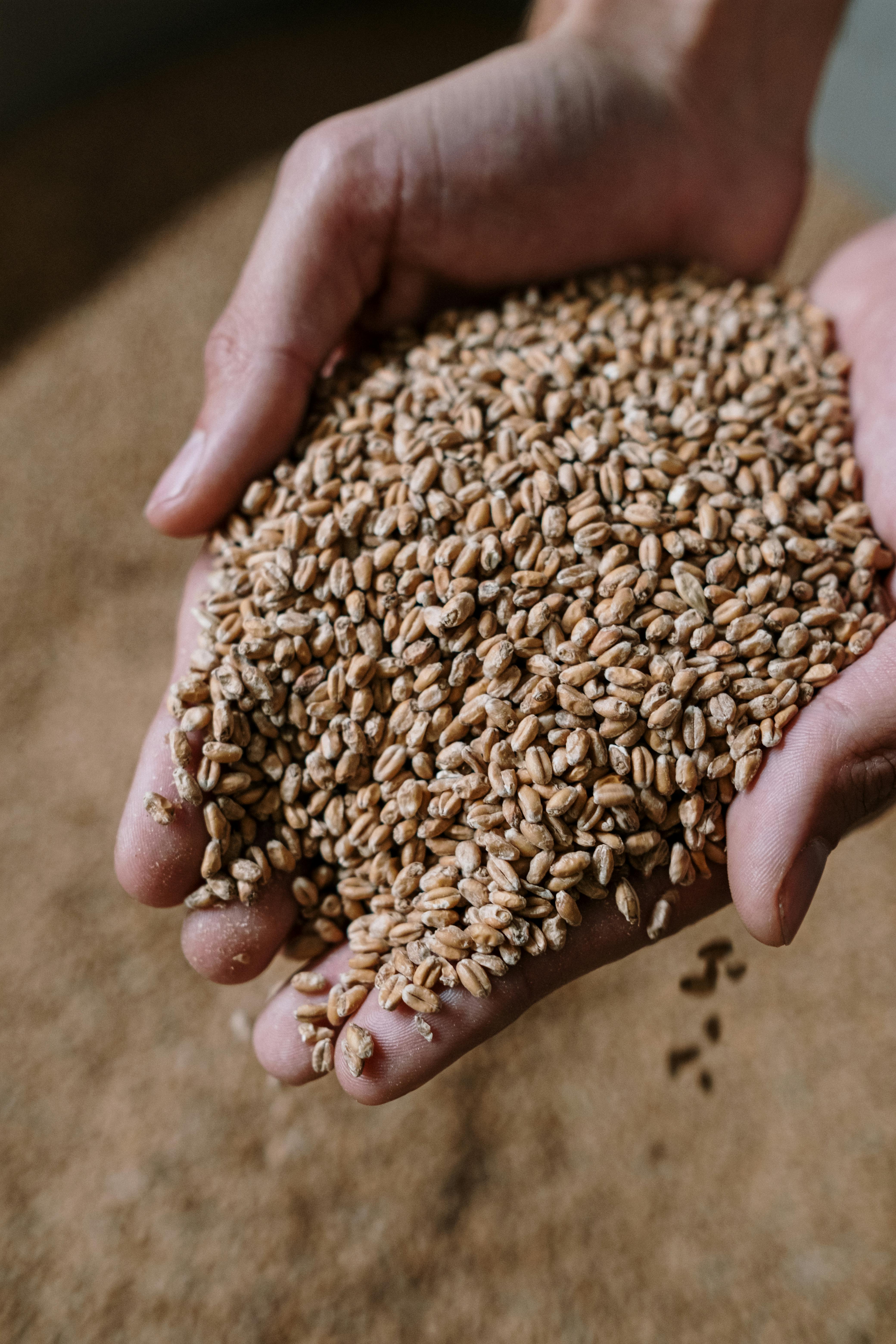 A Person Holding Dried Grains · Free Stock Photo