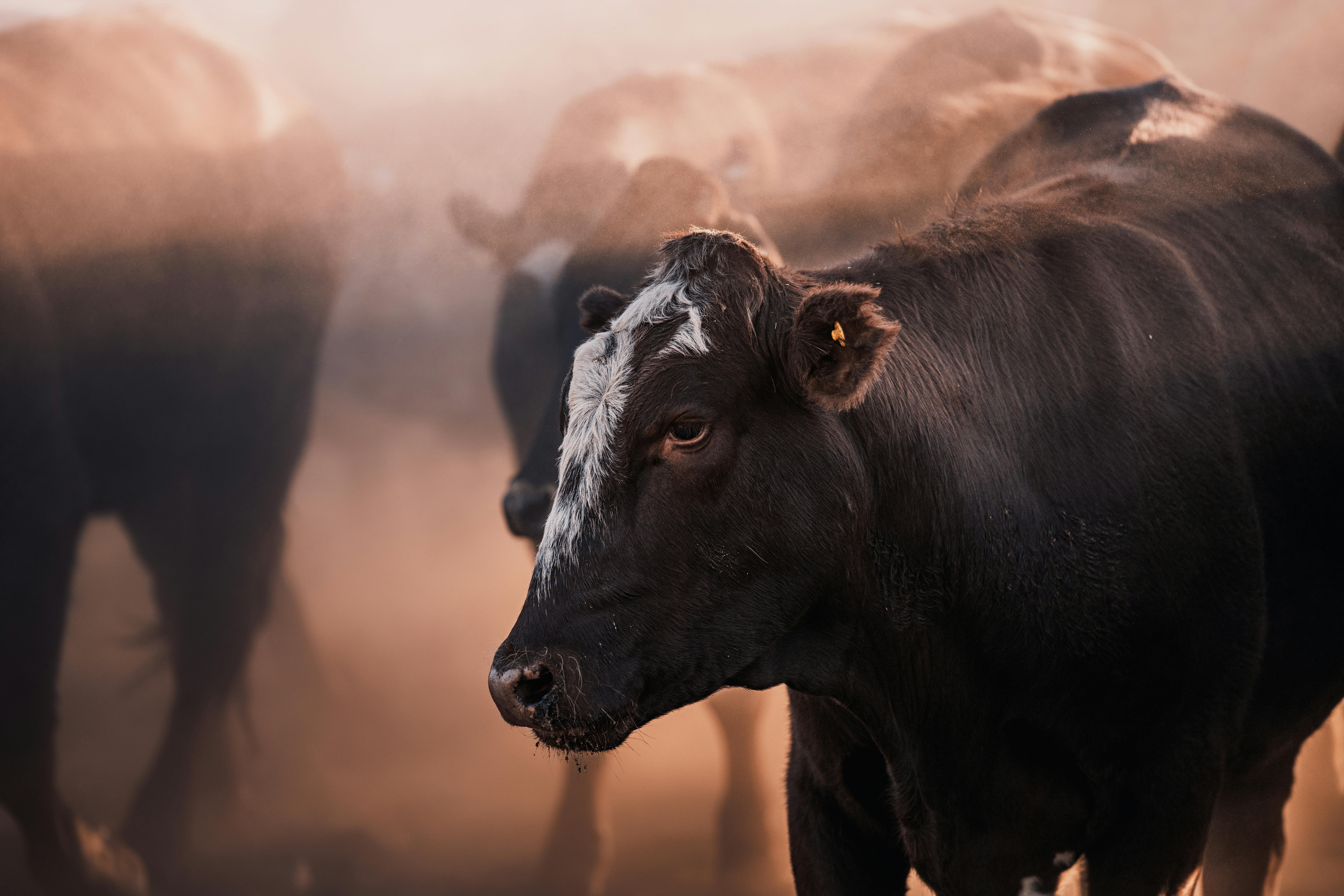 A Black Cow in Close Up Photography · Free Stock Photo
