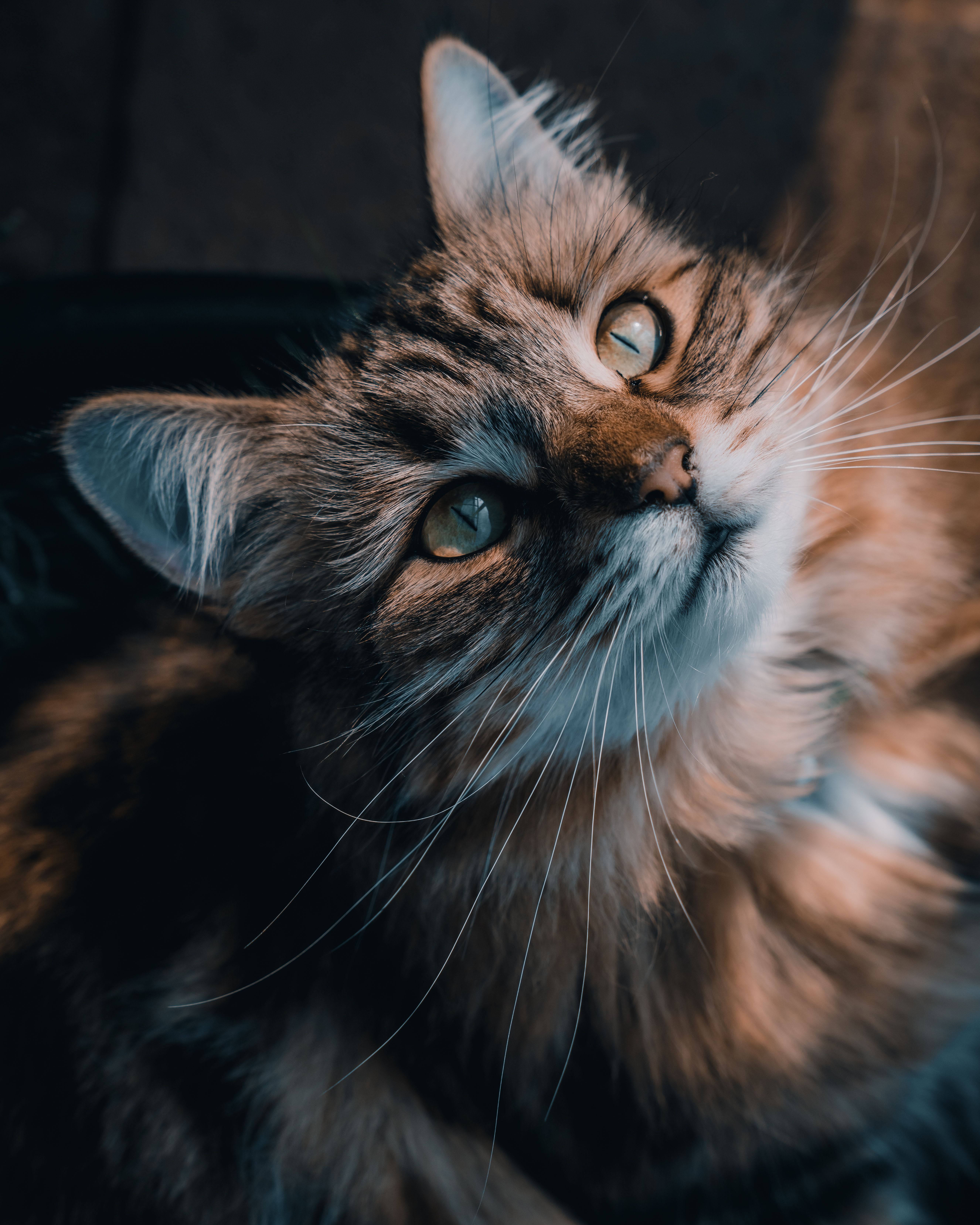 Close Up Shot of a Cat · Free Stock Photo