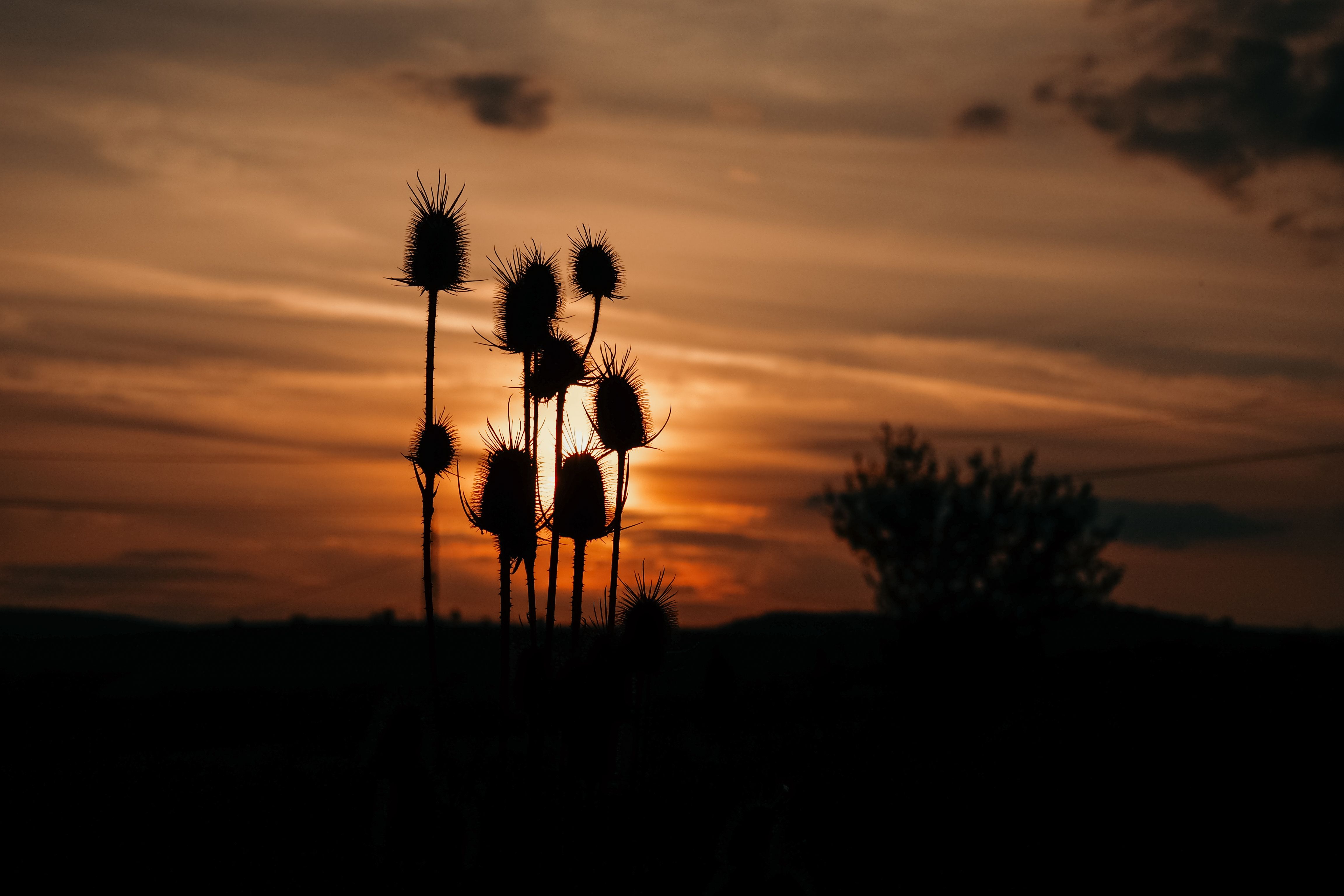 Silhouette of Teasel Plant during Sunset · Free Stock Photo