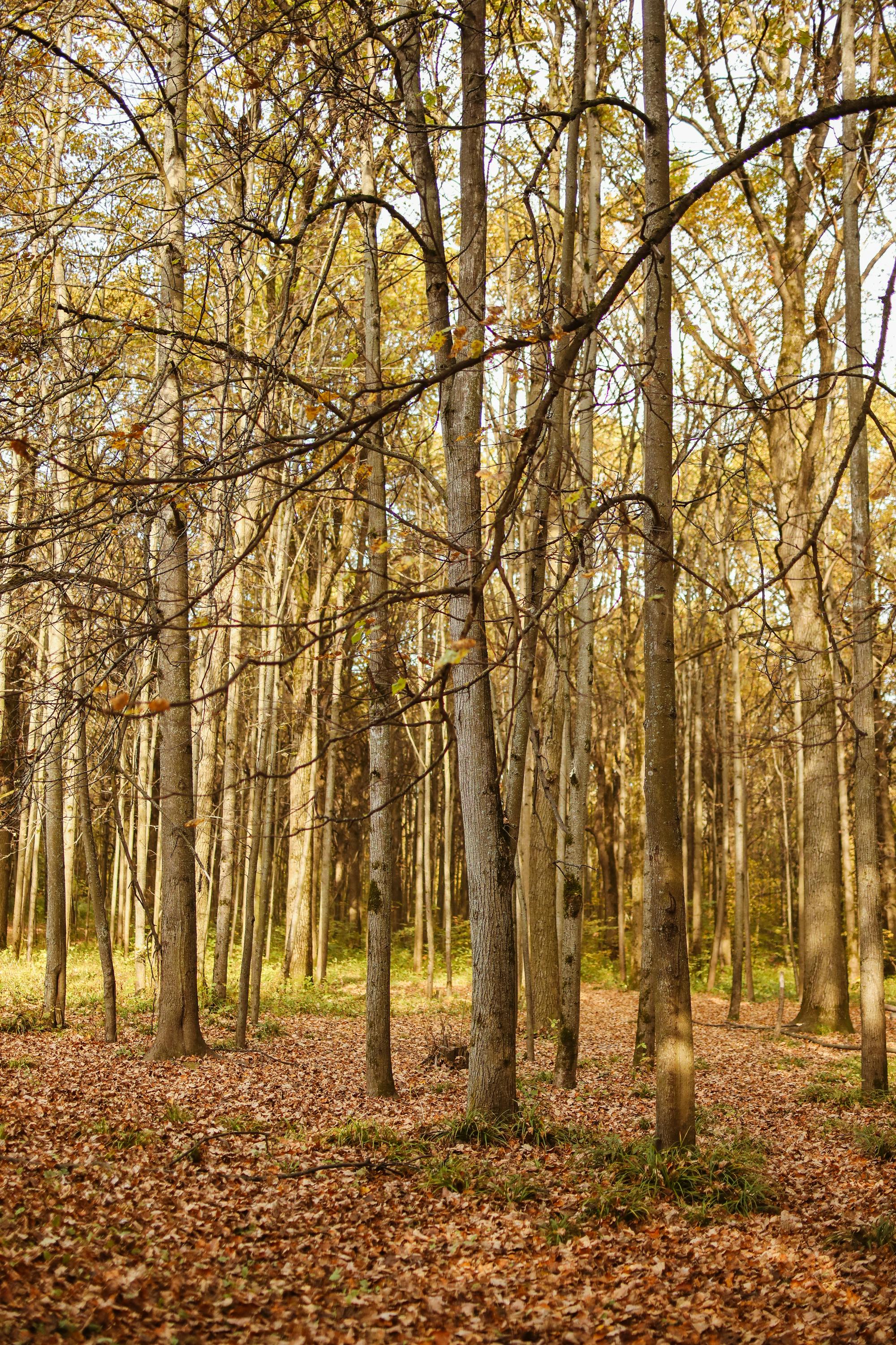Brown Trees Near Stairs · Free Stock Photo