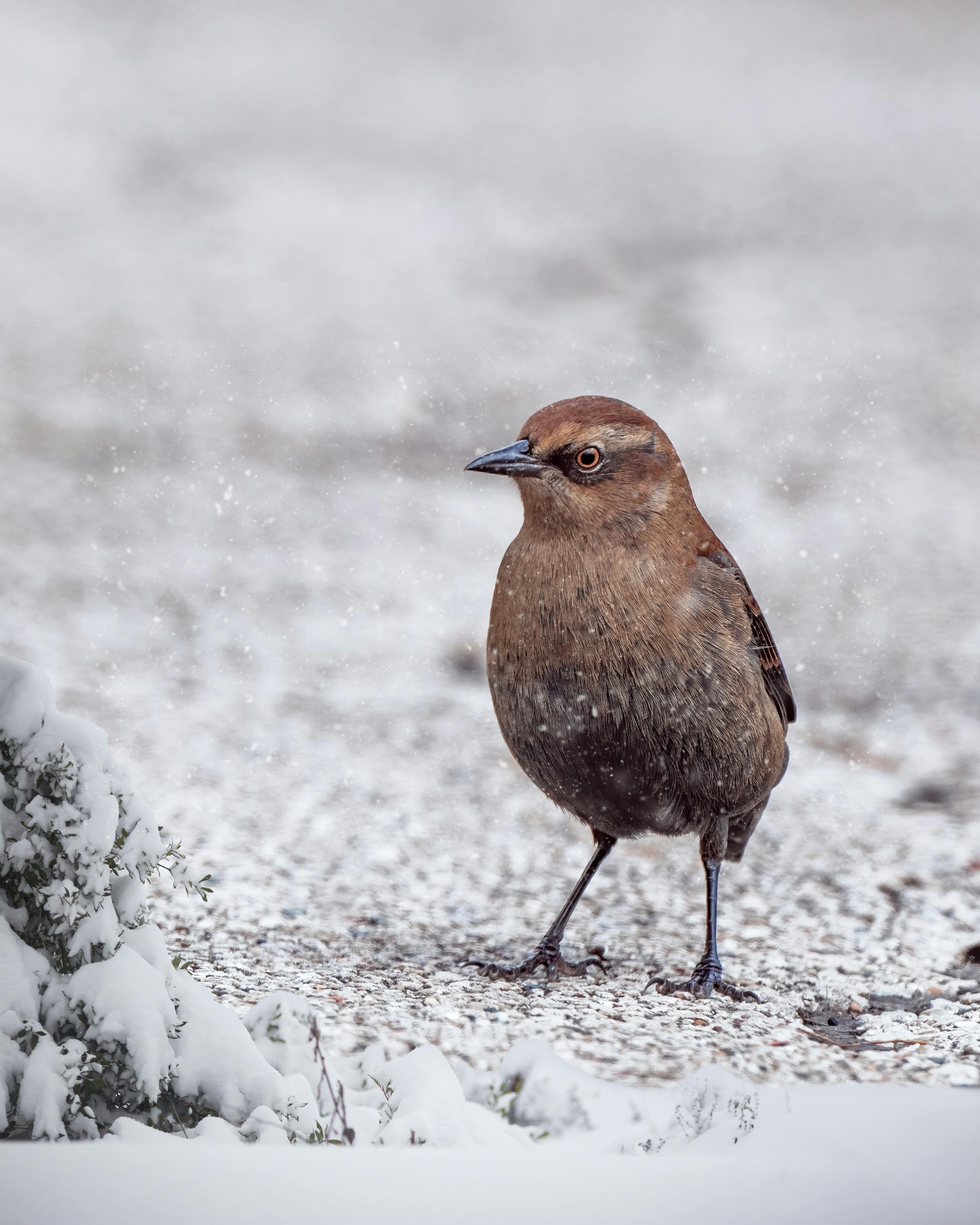 Cute brown dipper standing on snowy ground in nature · Free Stock Photo