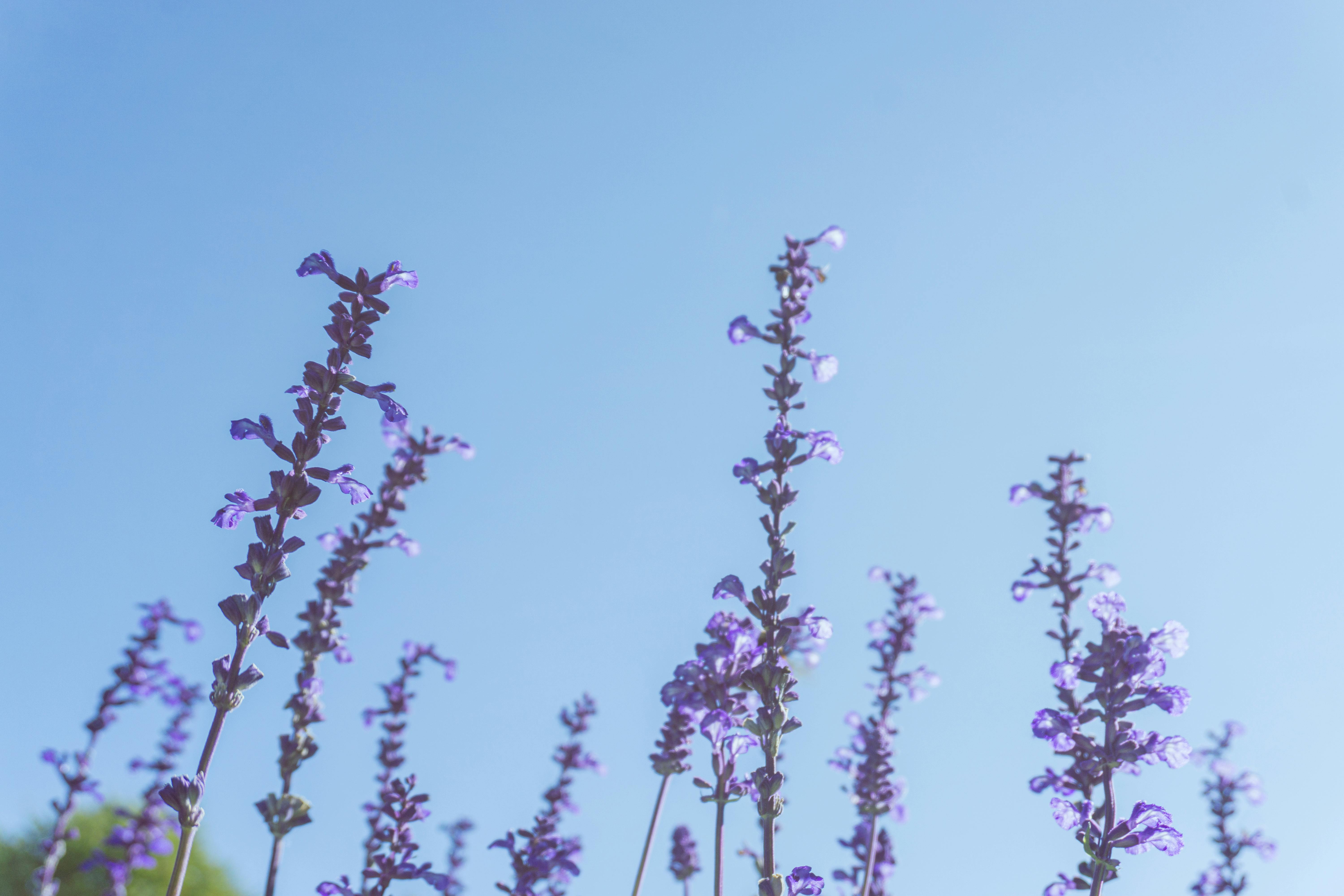 View of Blue Plants on White Background · Free Stock Photo