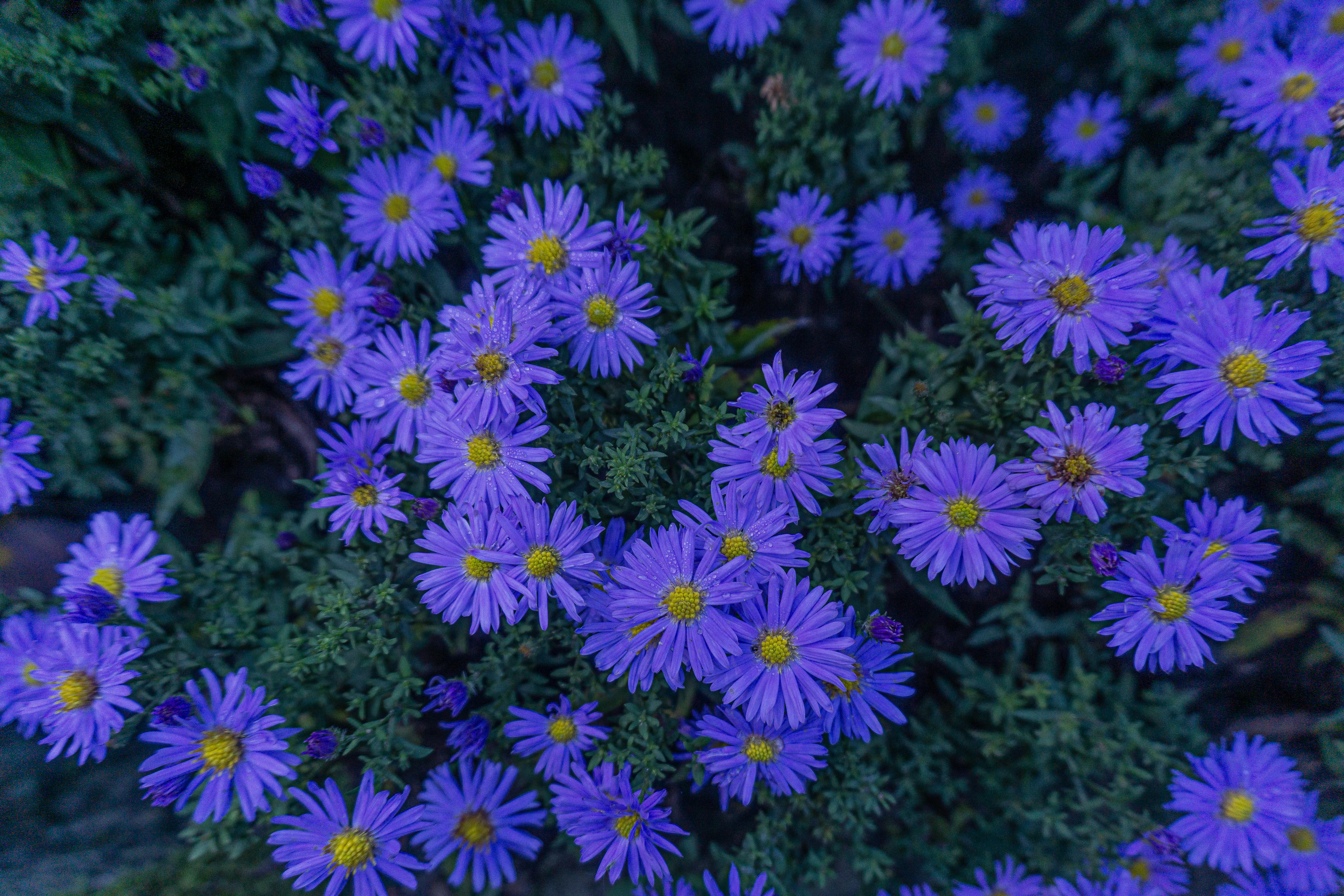 Astereae Photos, Download The BEST Free Astereae Stock Photos & HD Images