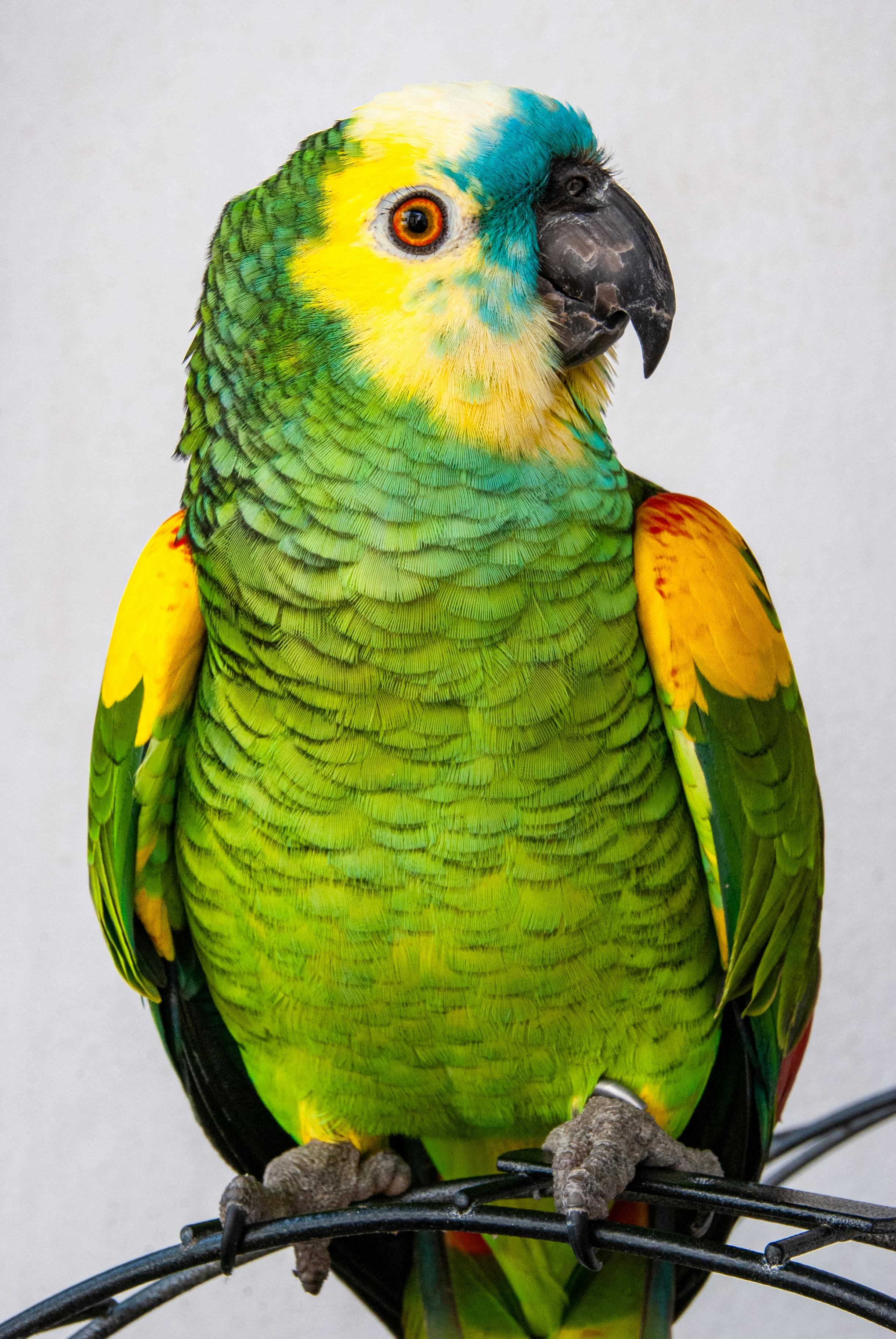 800+ Best Parrot Photos · 100% Free Download · Pexels Stock Photos