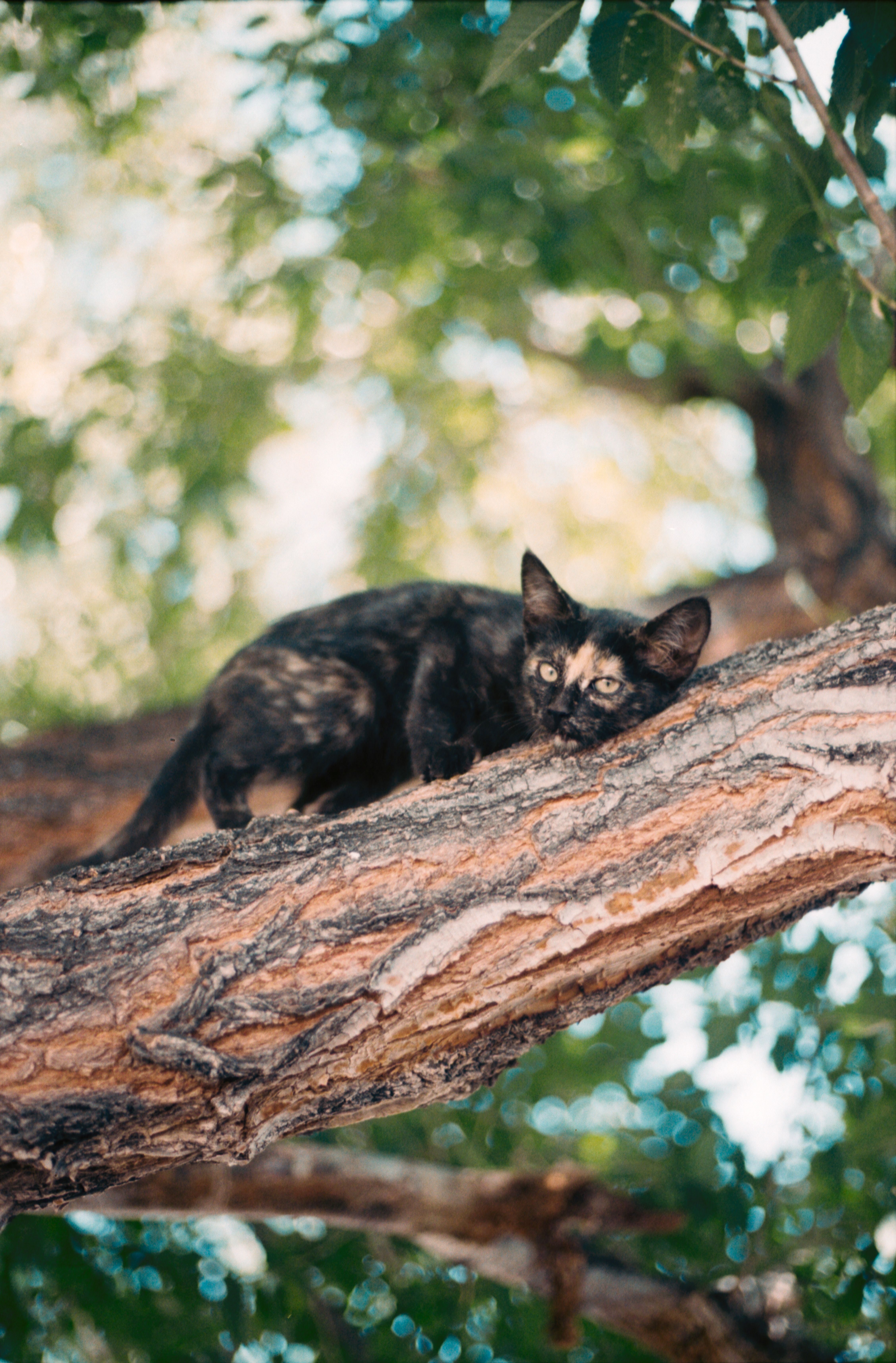 Black Cat Lying on a Tree Trunk · Free Stock Photo