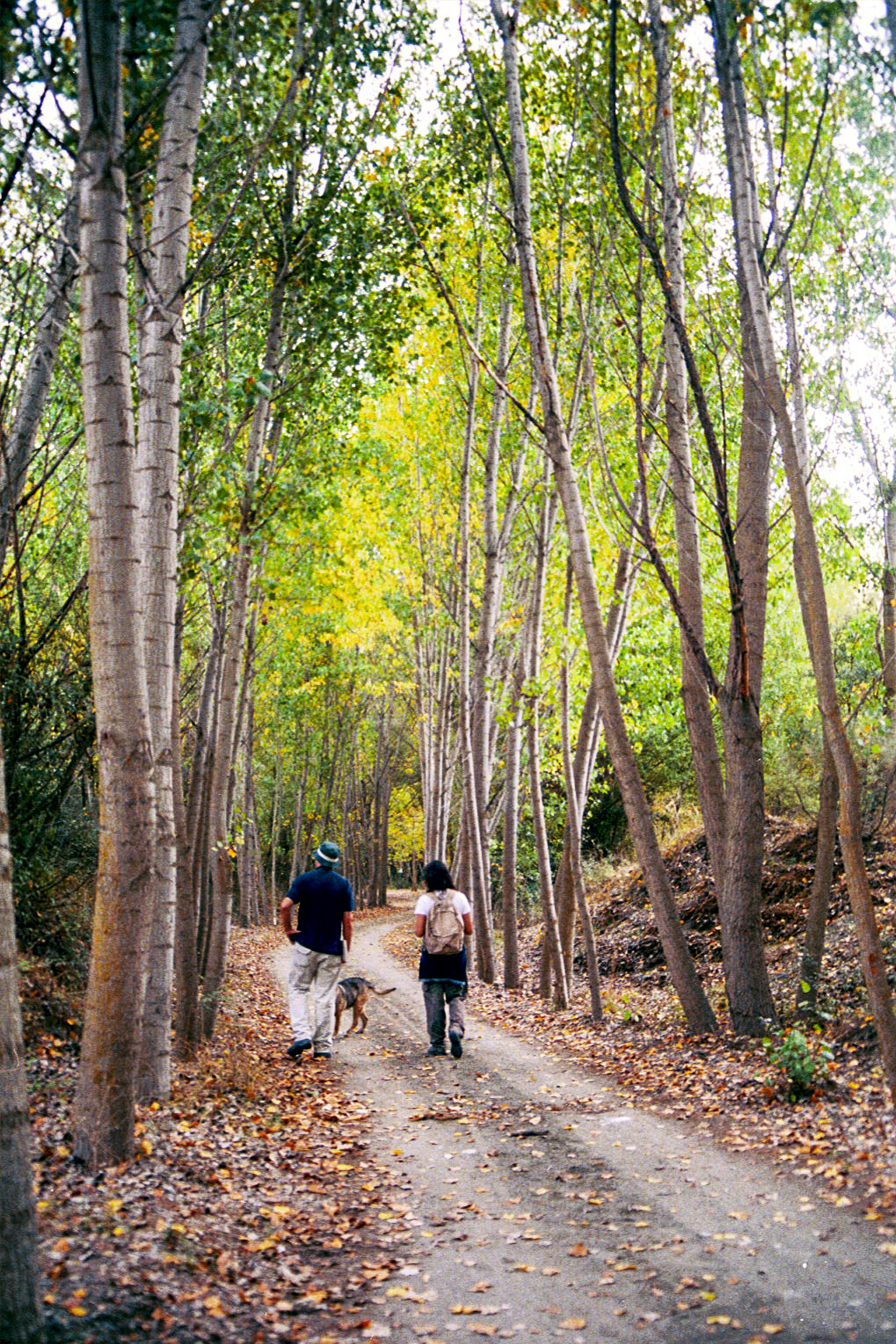 People Walking on a Pathway Lined with Trees · Free Stock Photo
