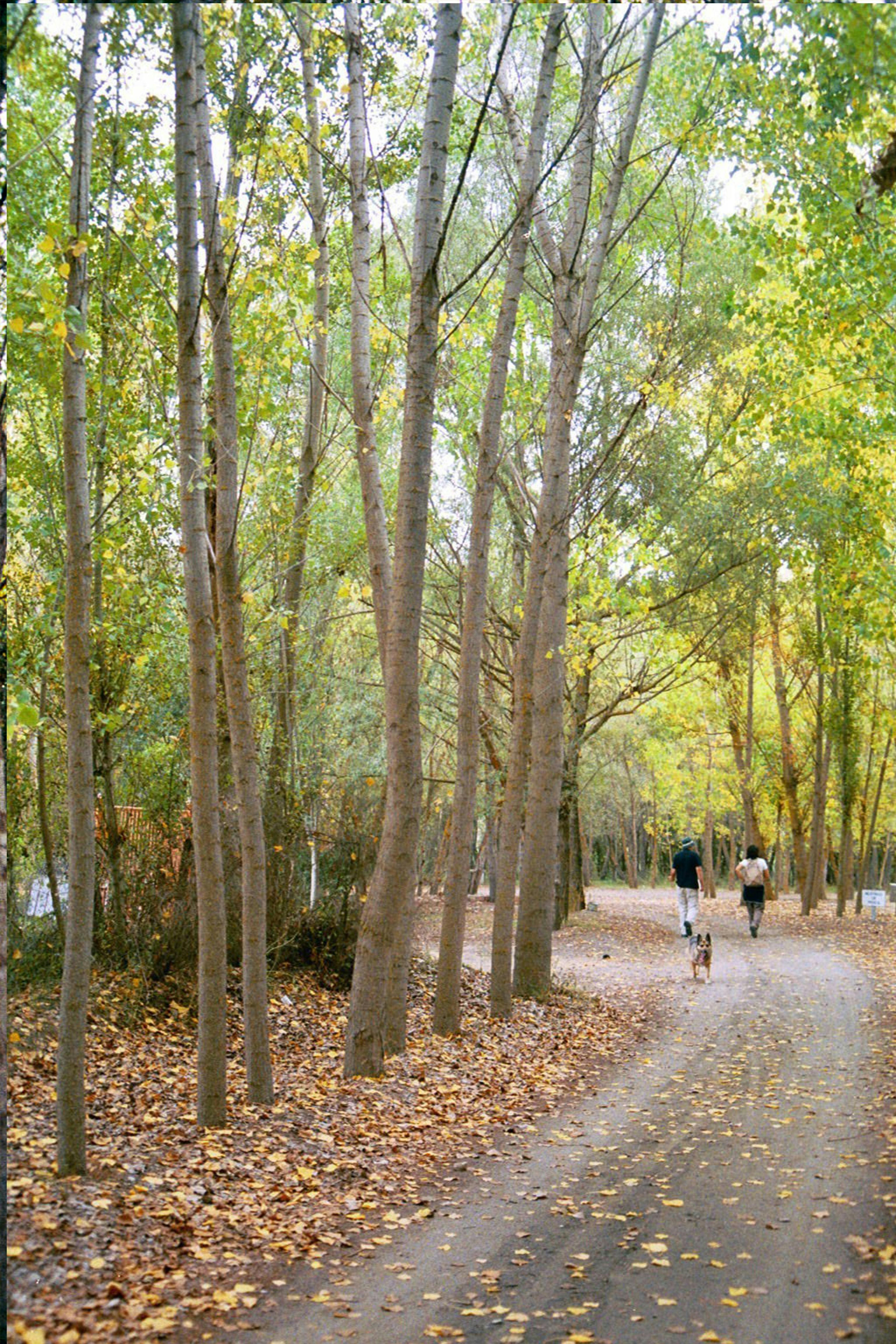 Pathway in Between Trees · Free Stock Photo