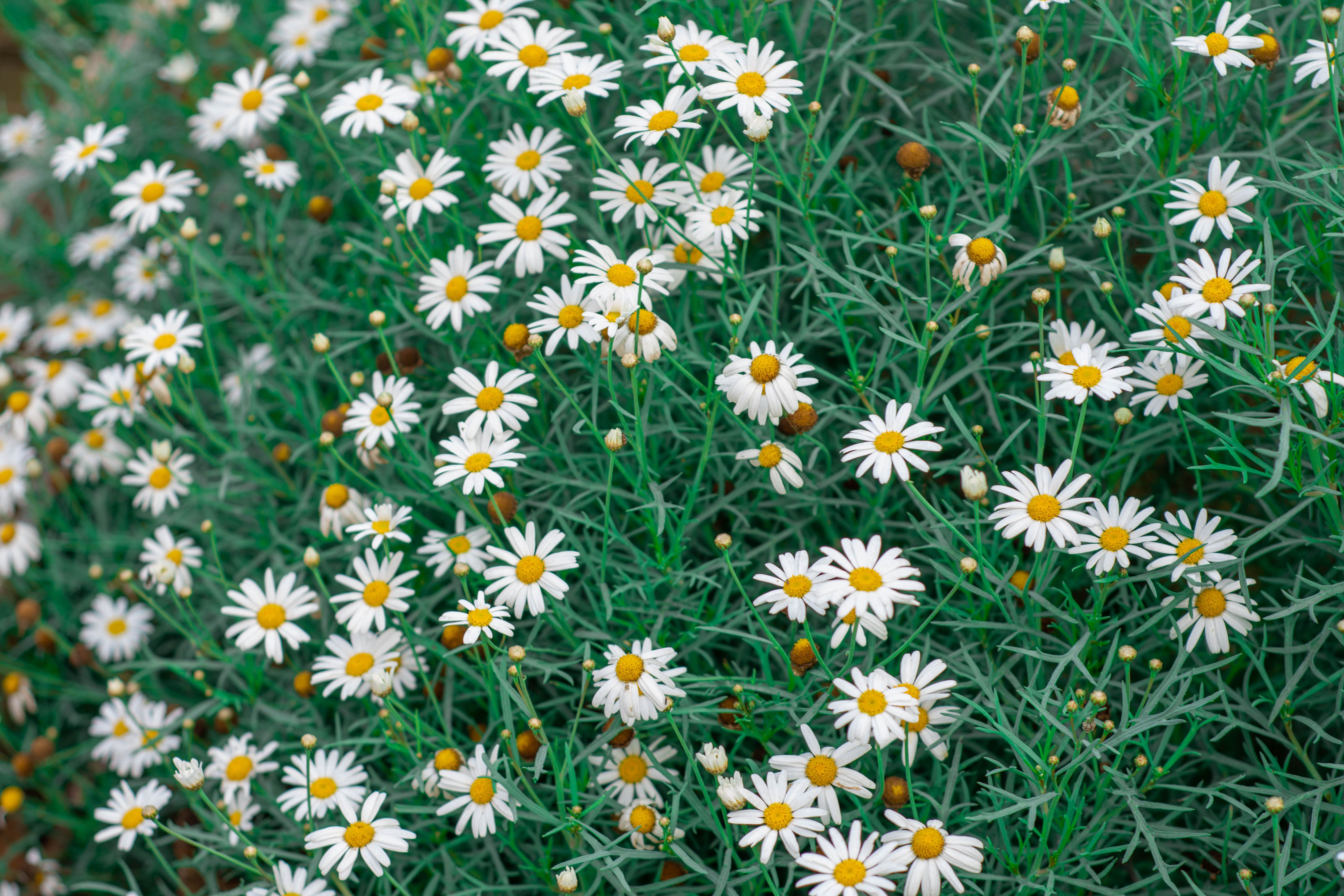 Close-up of Daisies · Free Stock Photo