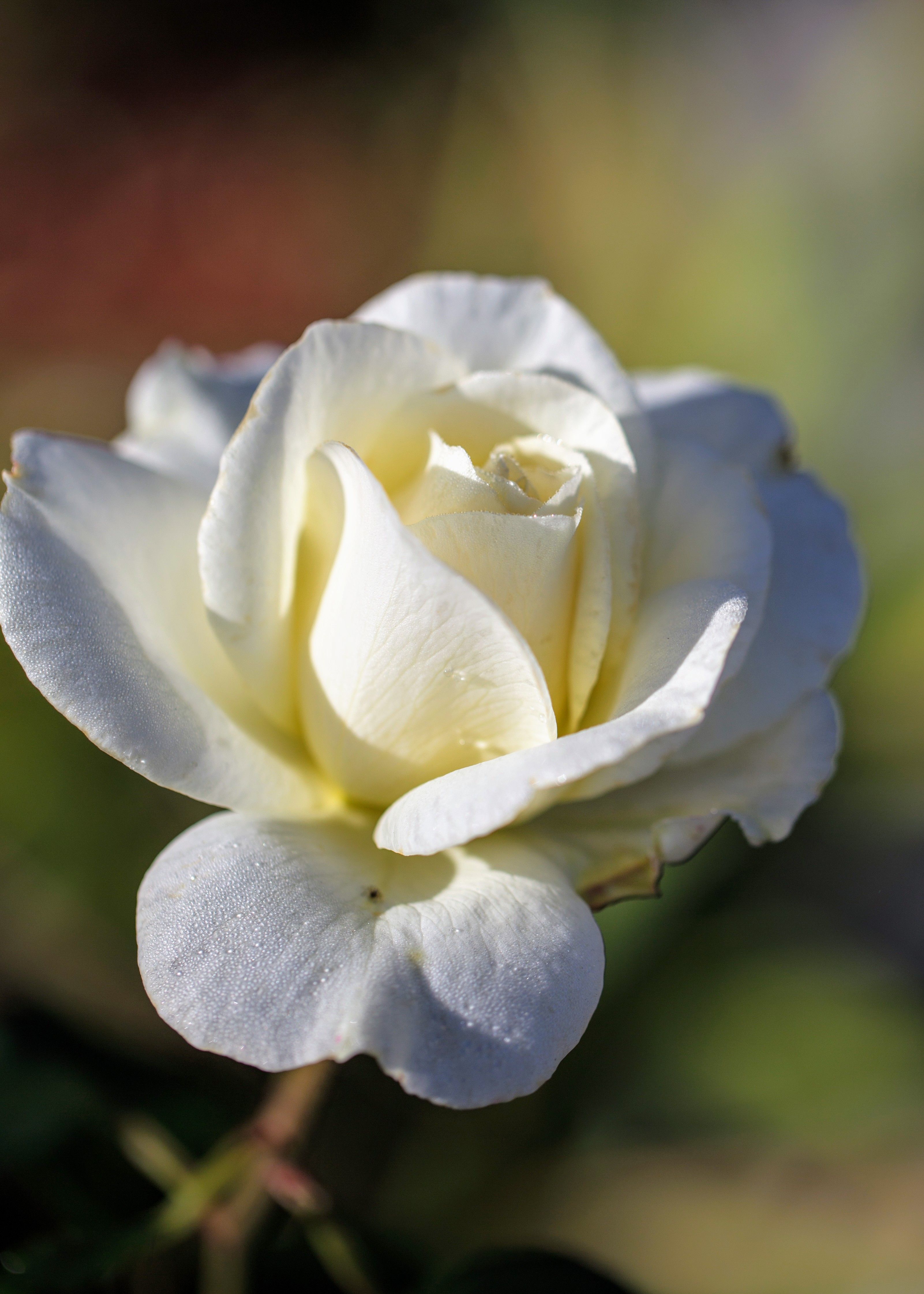 A Close-Up Shot of a White Rose · Free Stock Photo