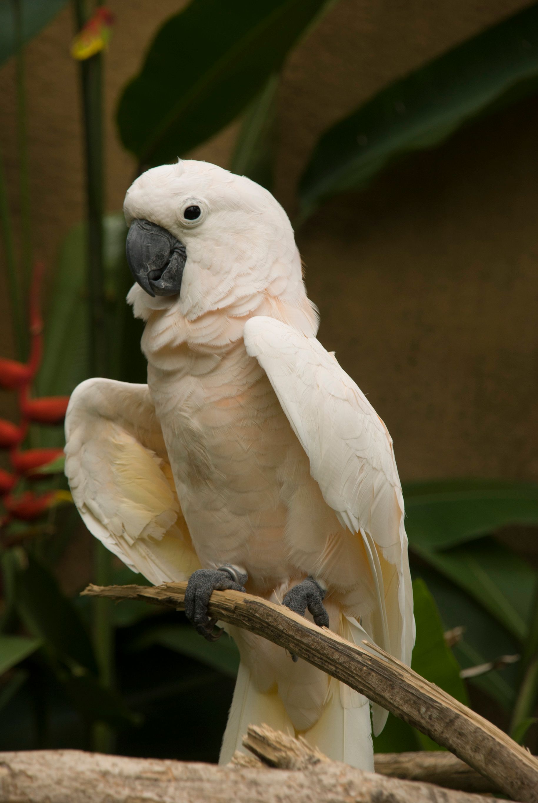 Photo of a Cockatoo on a Branch · Free Stock Photo
