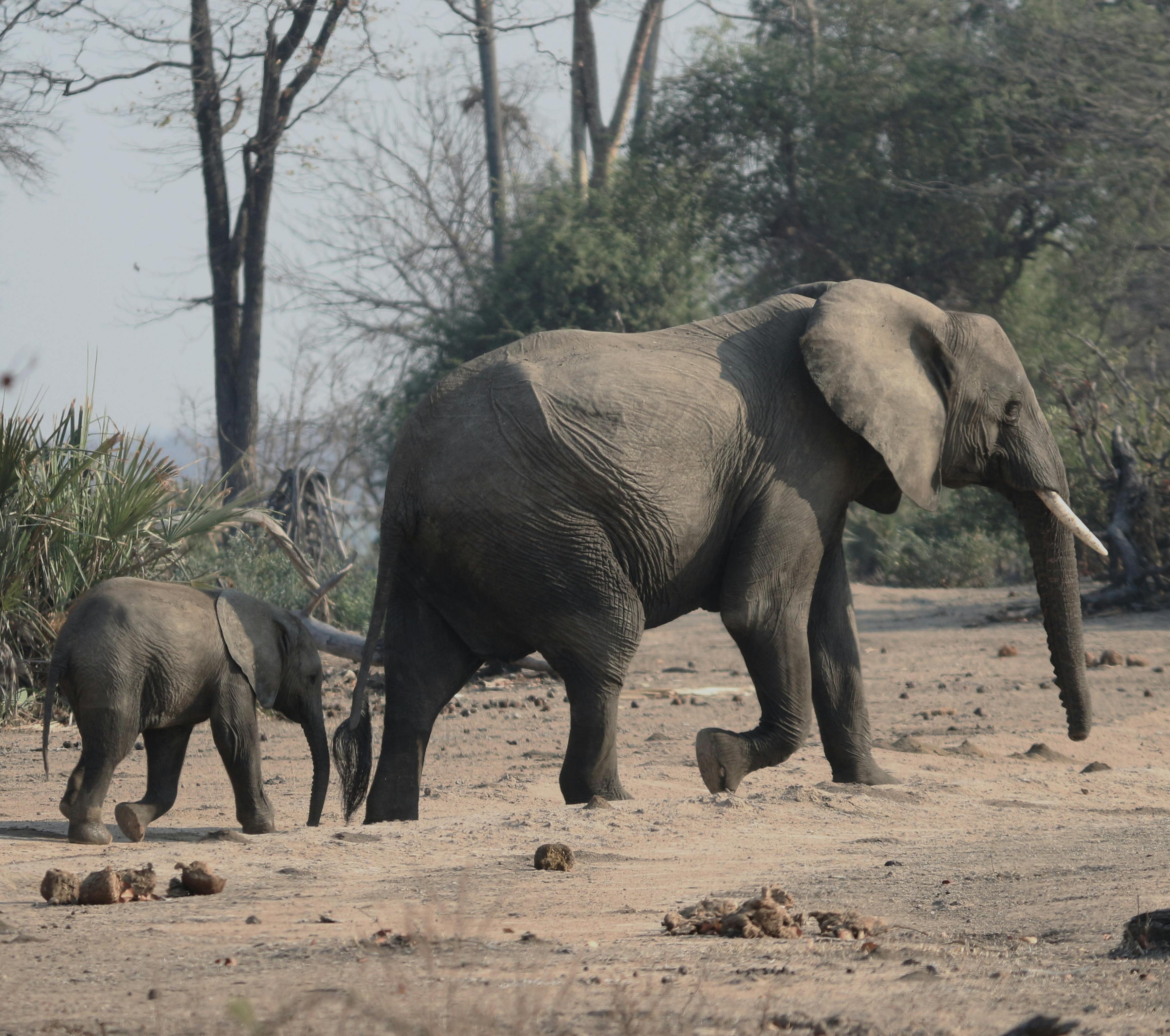 Photo of Baby Elephant Sleeping on the Ground · Free Stock Photo
