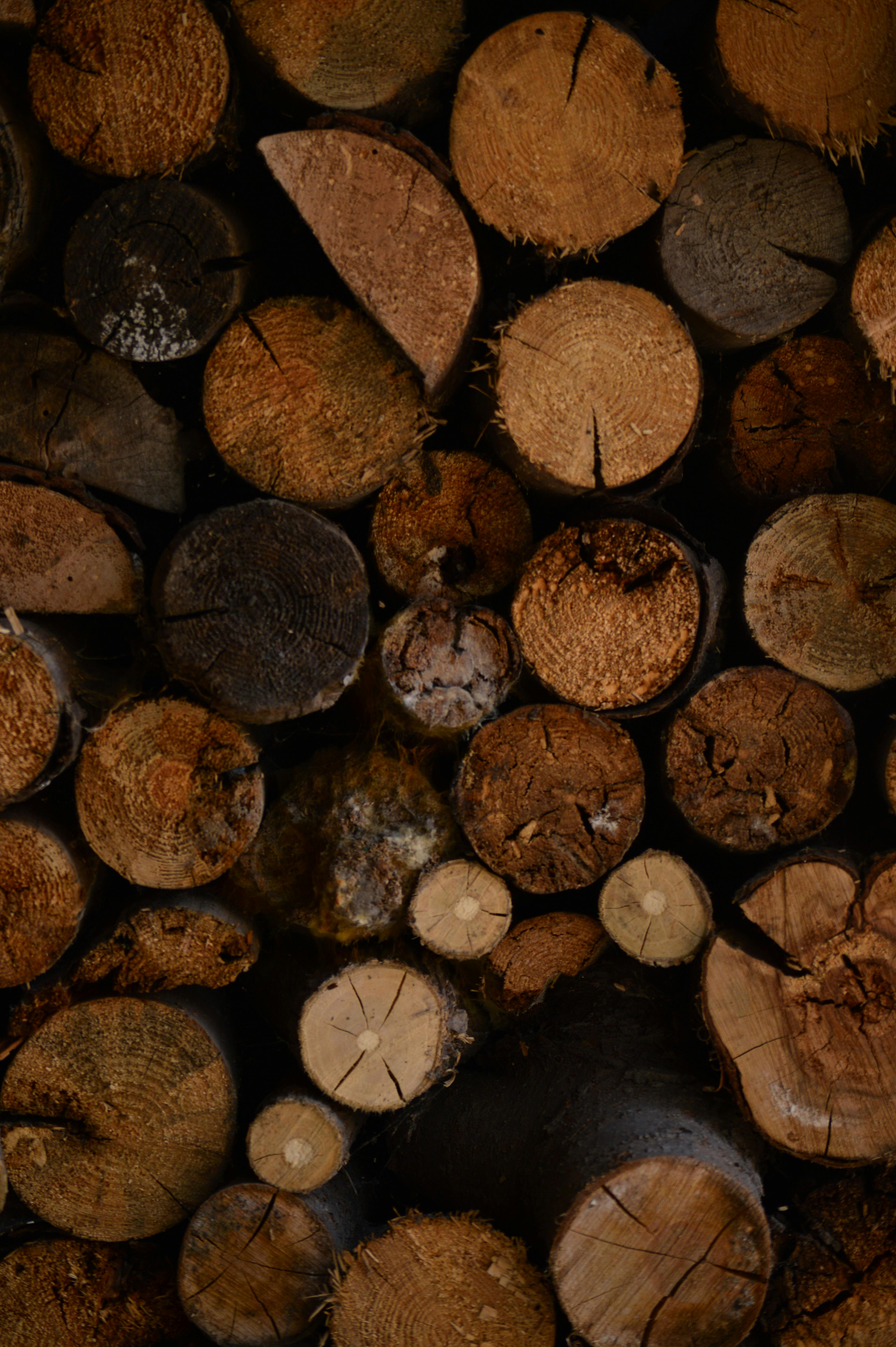 Bird's Eye View of Woodpile · Free Stock Photo