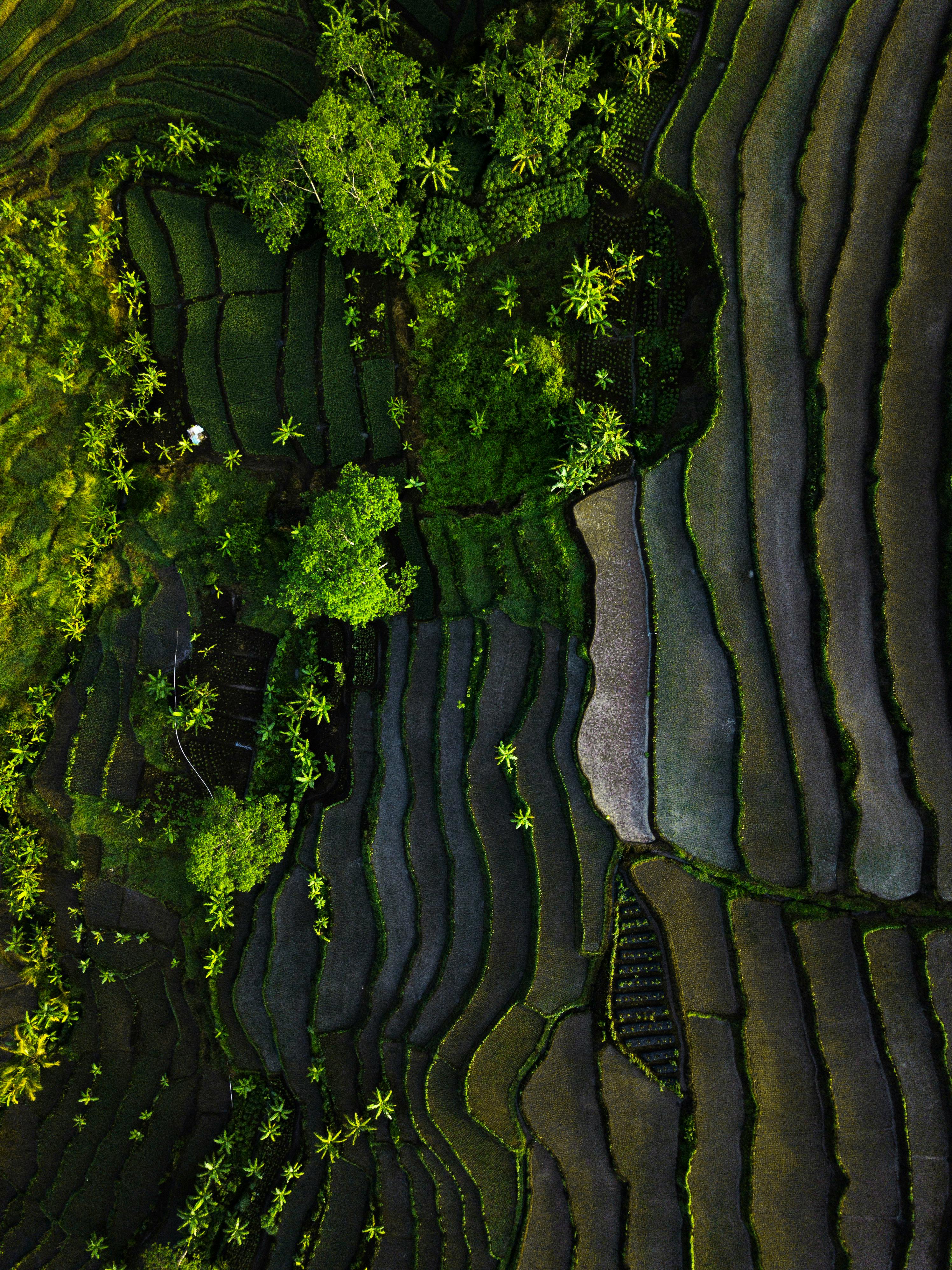 Aerial View of Mountain Terraces in Kajoran, Central Java, Indonesia ...