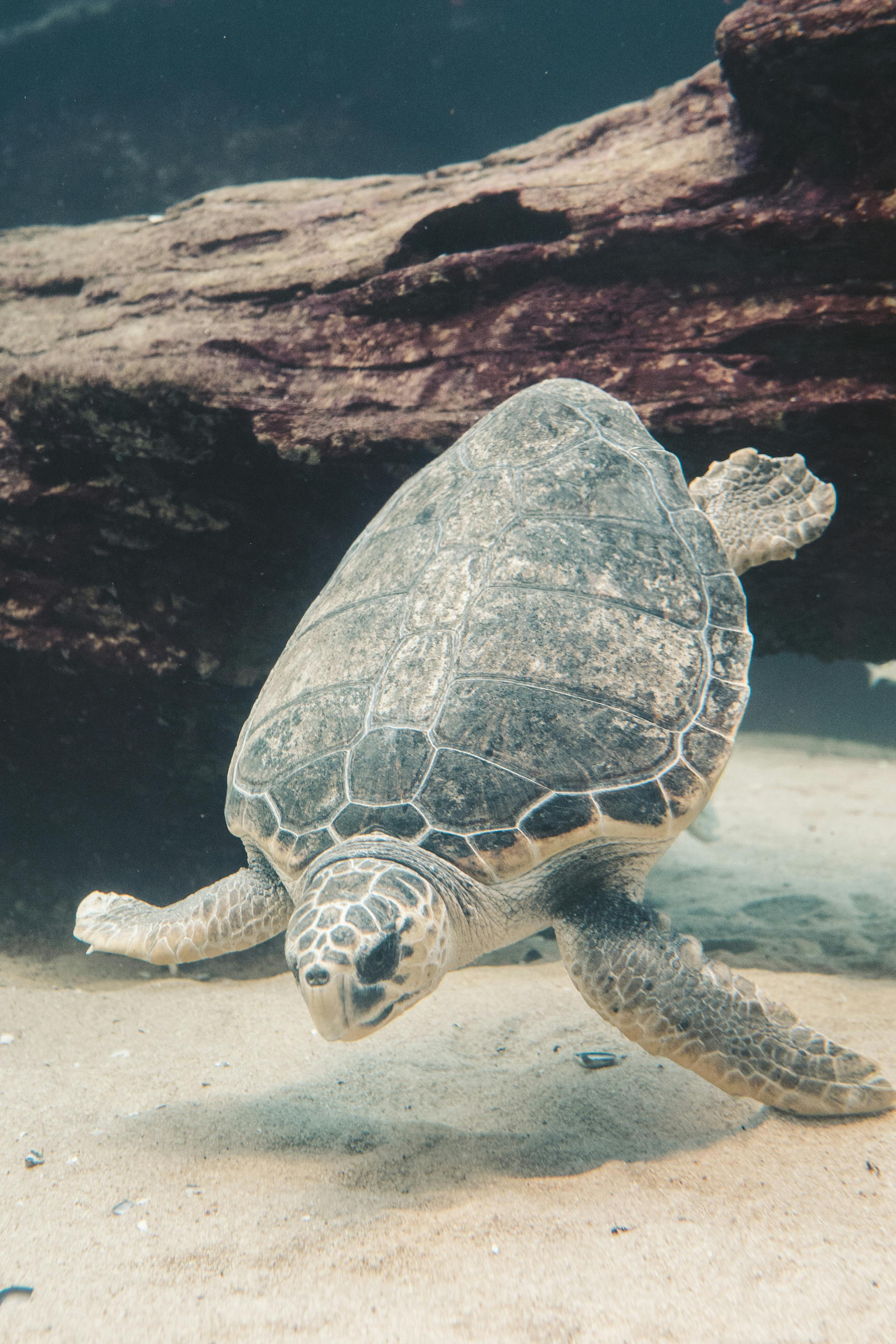 Sea Turtle Carapace Photos, Download The BEST Free Sea Turtle Carapace ...