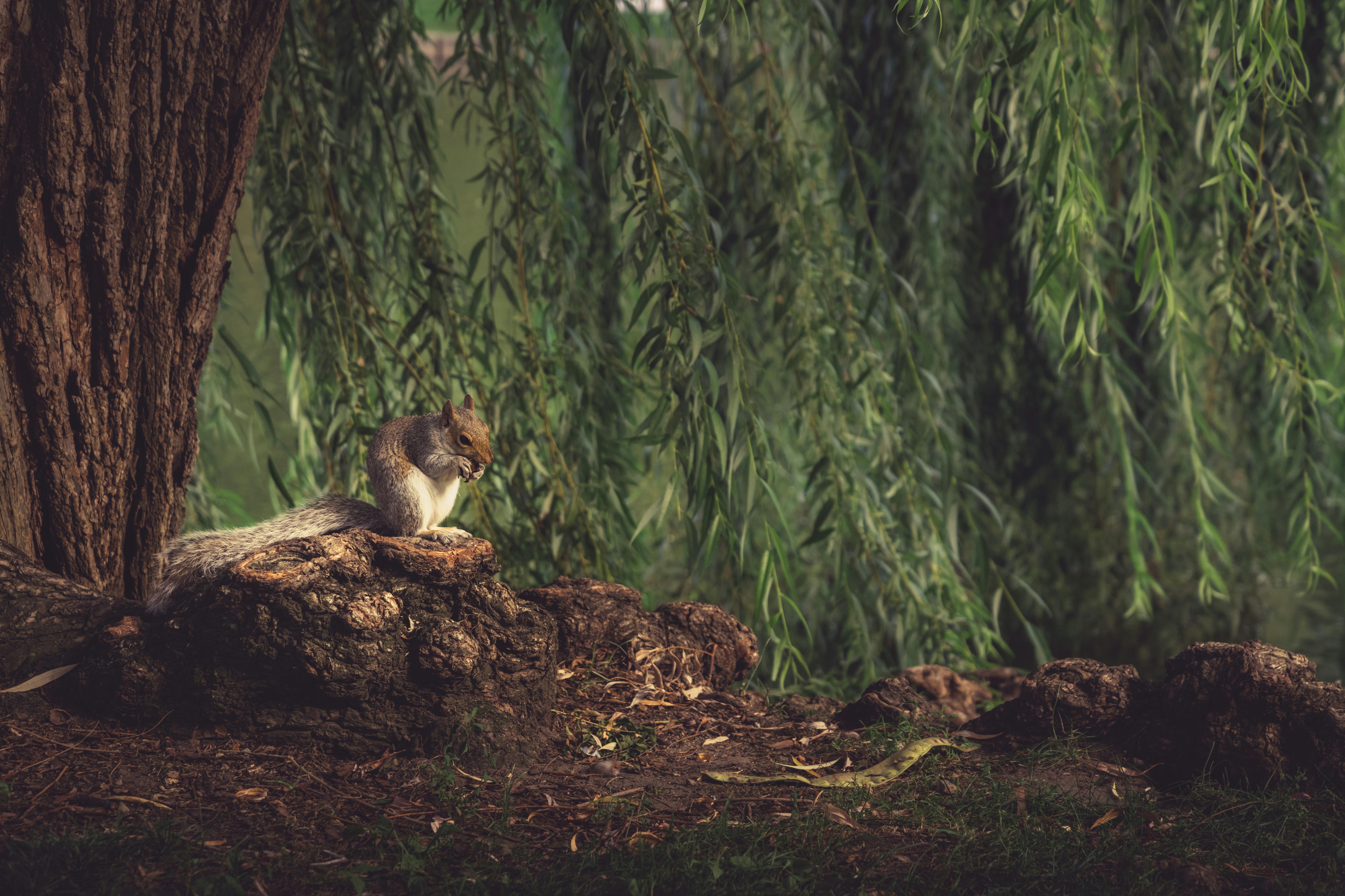 Best Hibernation Photos · 100% Free Download · Pexels Stock Photos