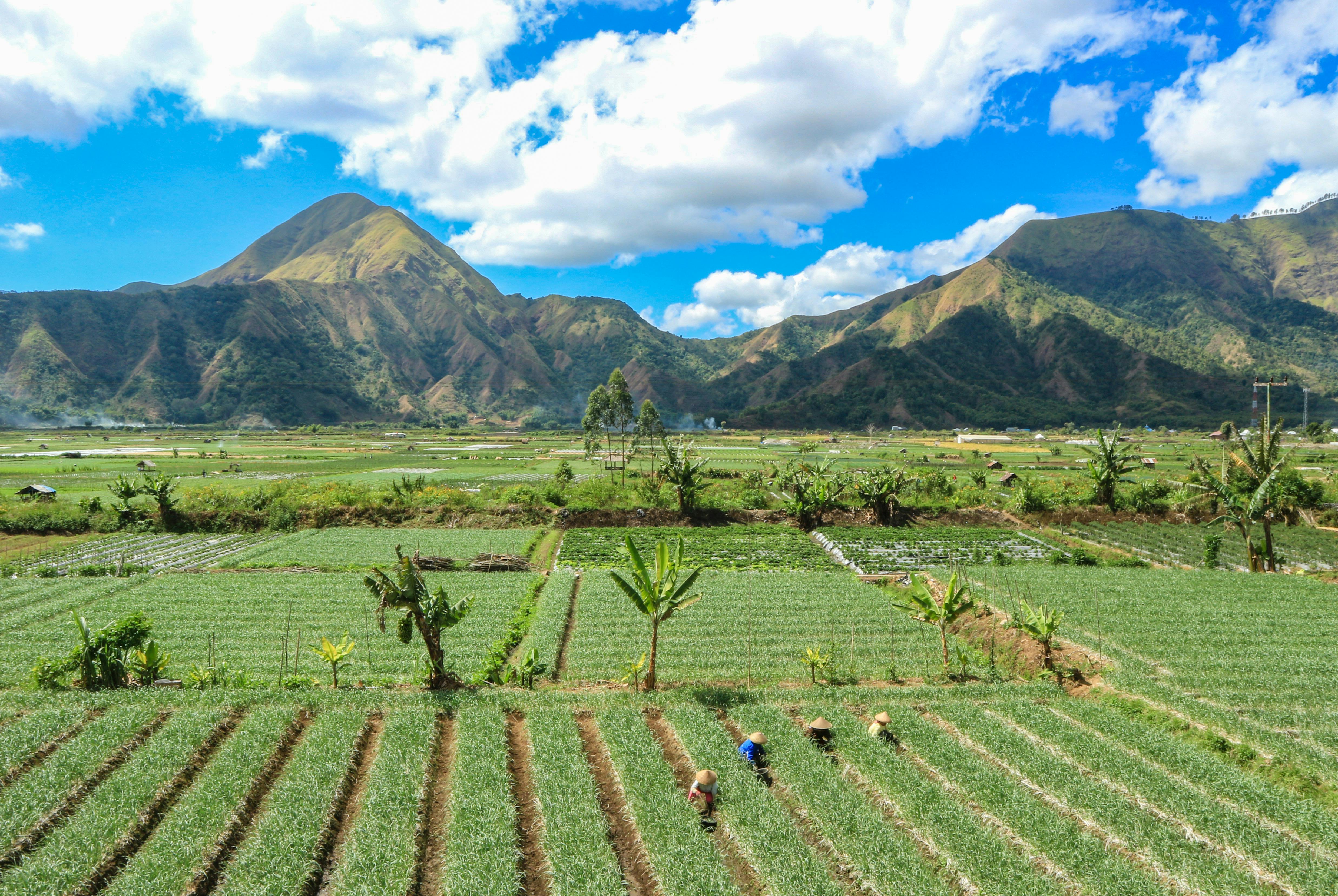 Foto de stock gratuita sobre agricultores, campo, campos de cultivo