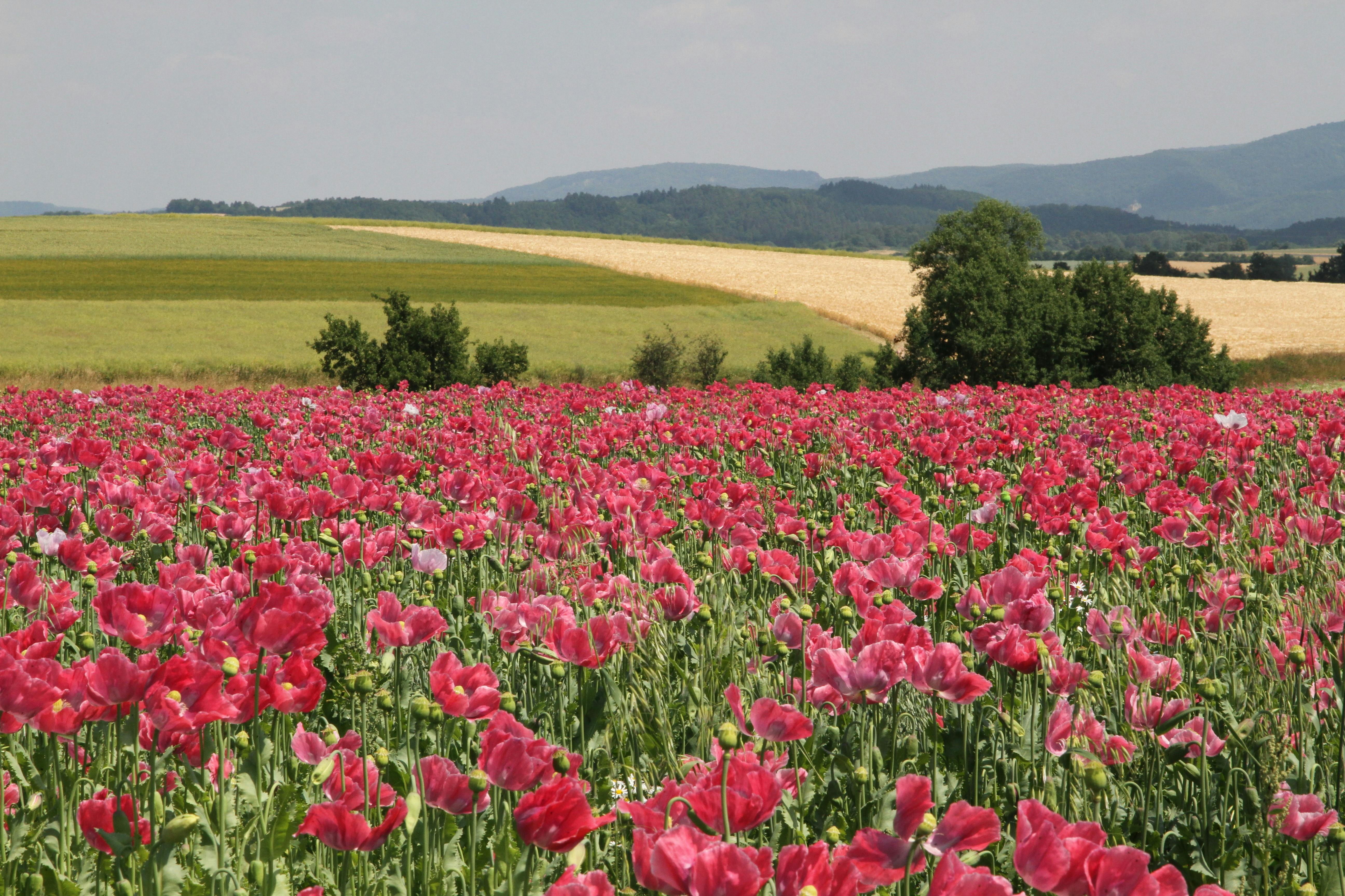 Yellow Flower Field Under Blue Cloudy Sky during Daytime · Free Stock Photo