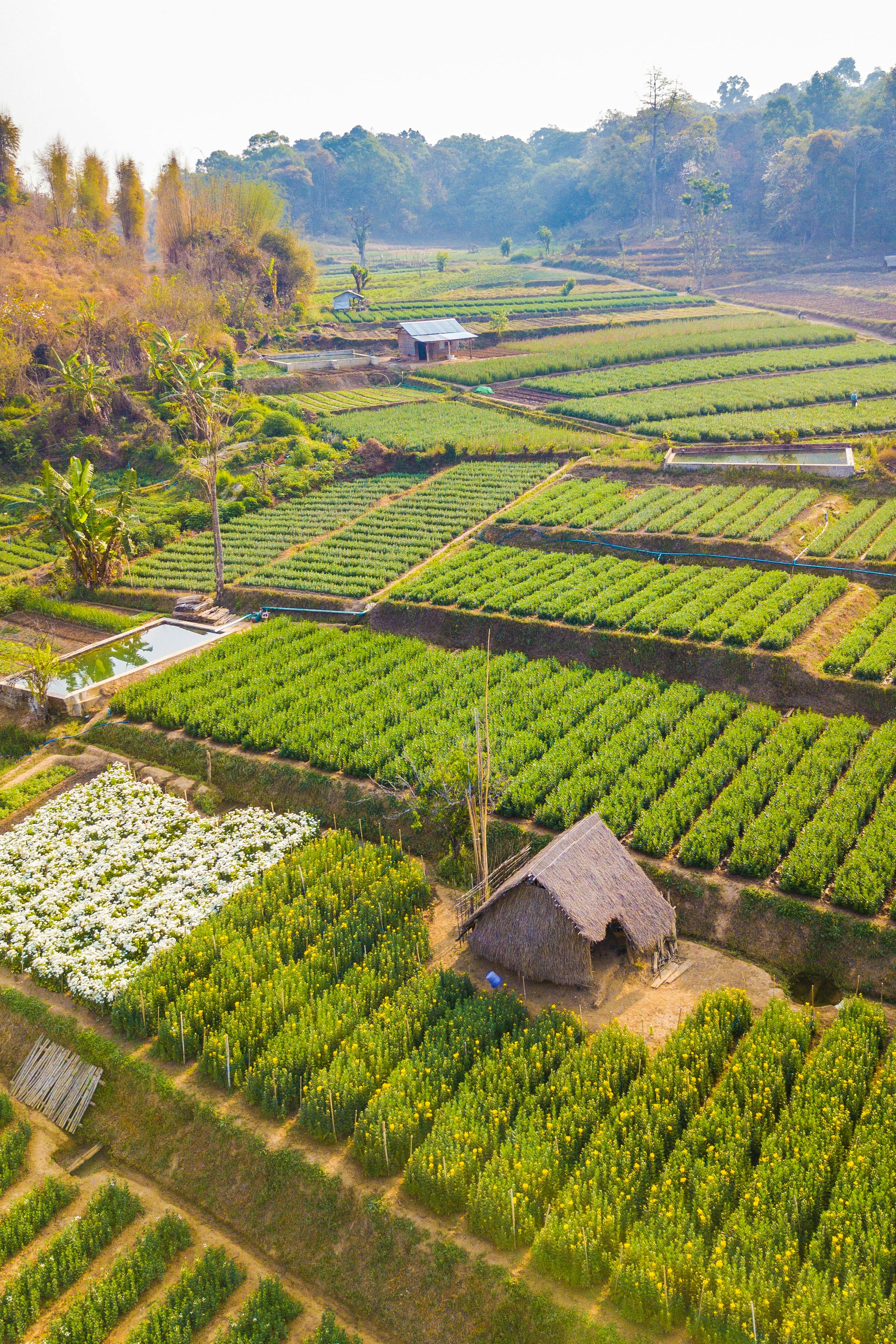 Brown Rice Wheats · Free Stock Photo