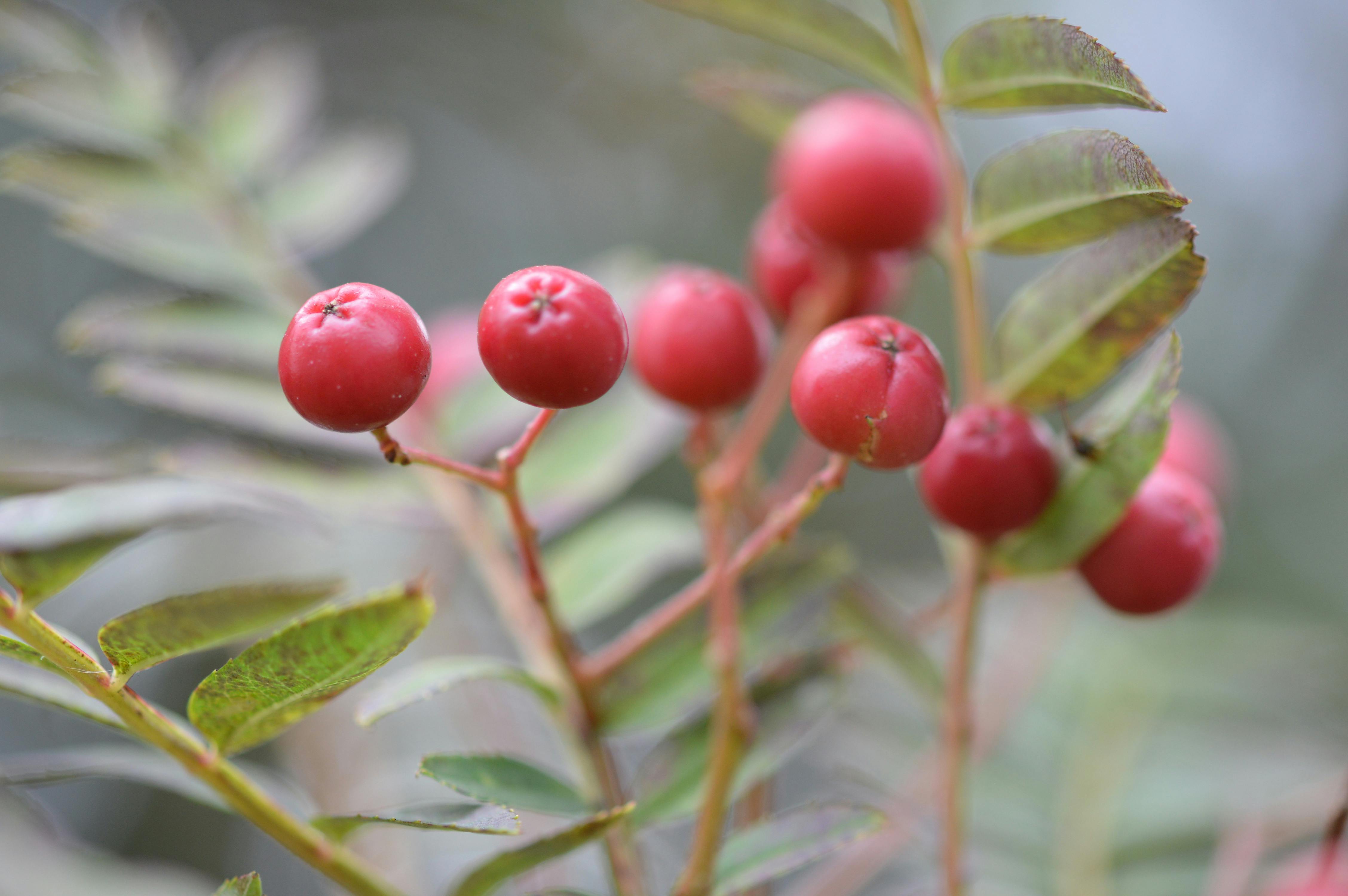 Free stock photo of berries, macro photography, red berries
