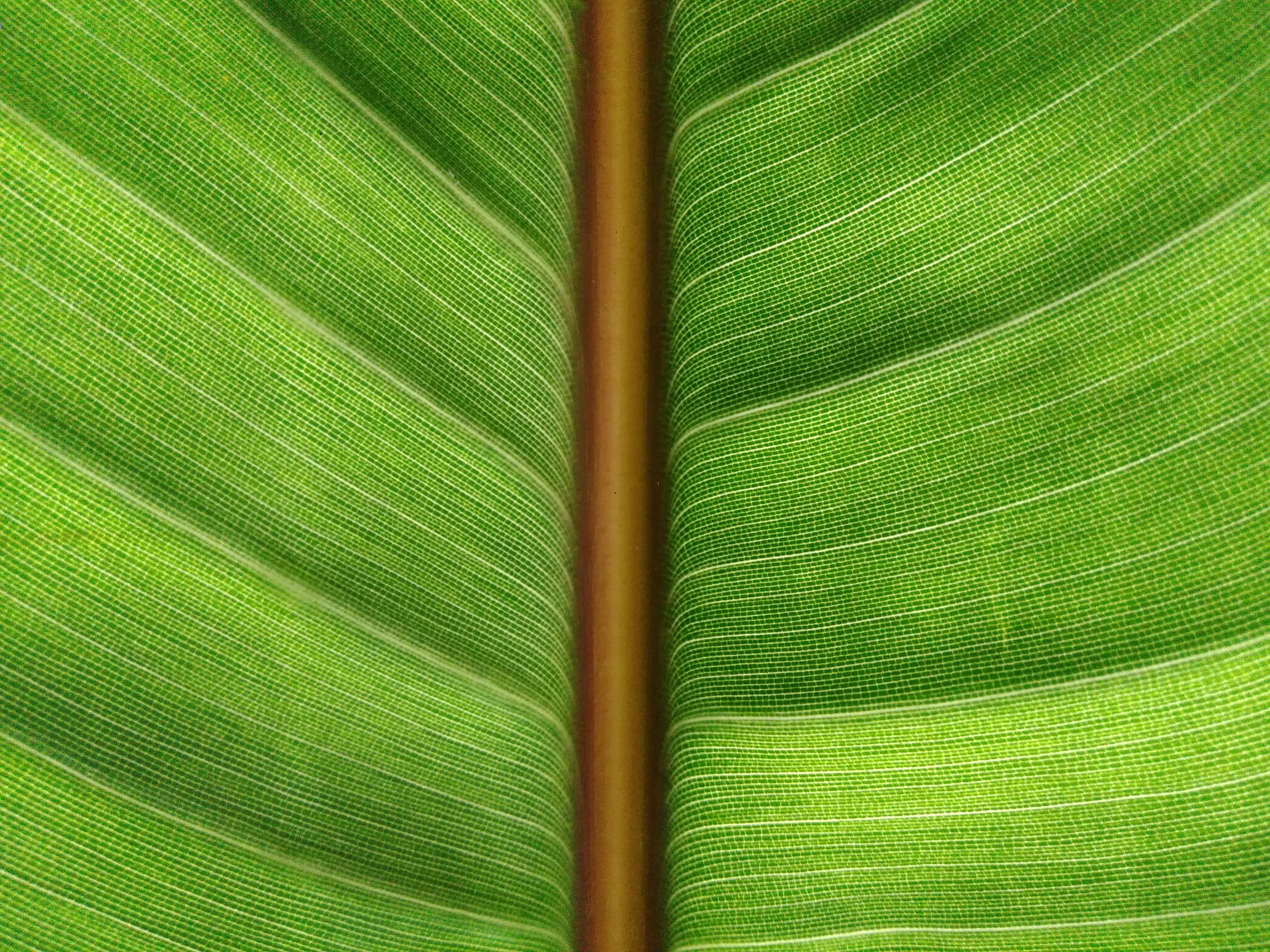 Close Up Photo of a Leaf · Free Stock Photo